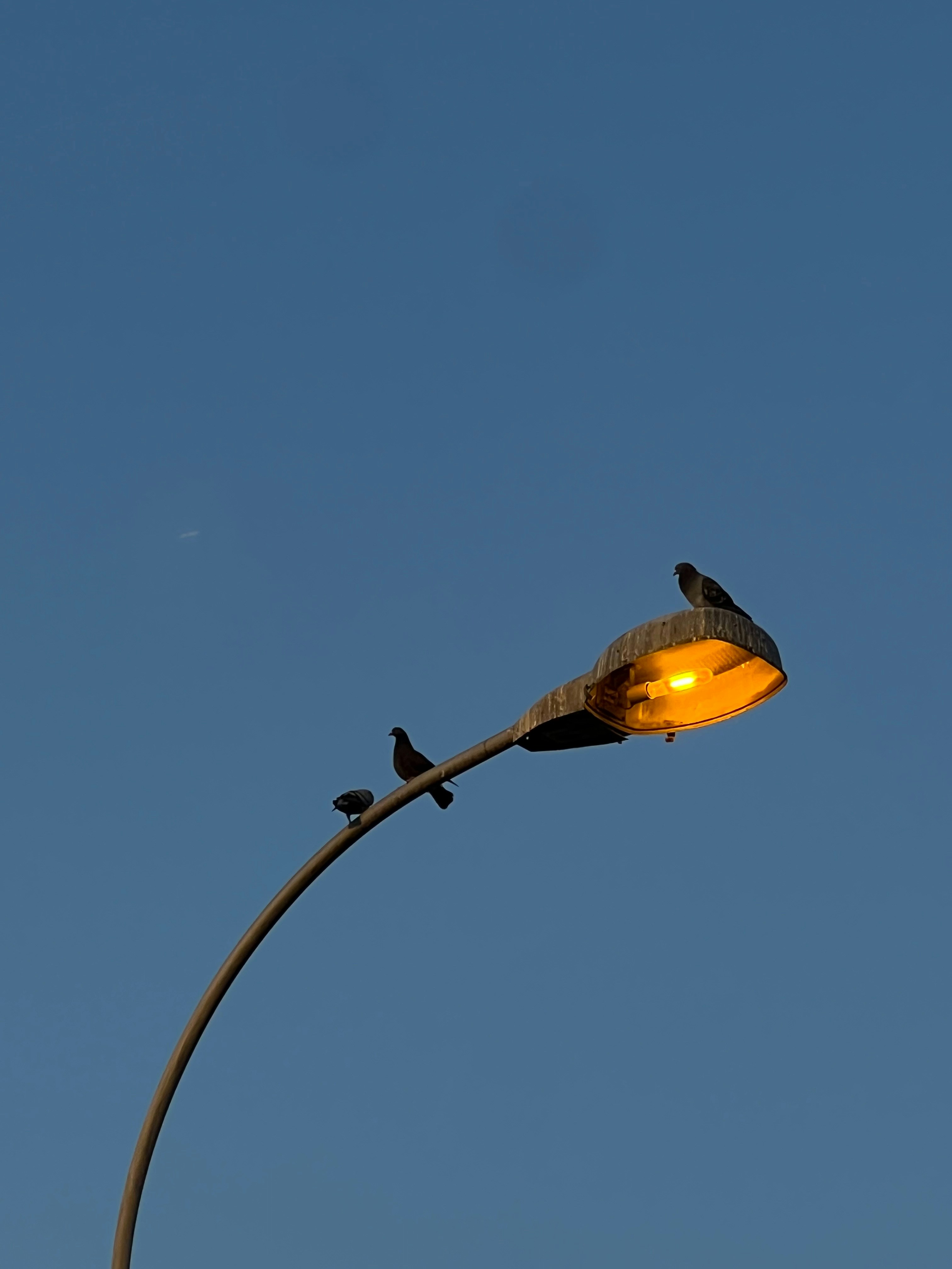 Curved glow: pigeons perched on a streetlamp under a cobalt dusk