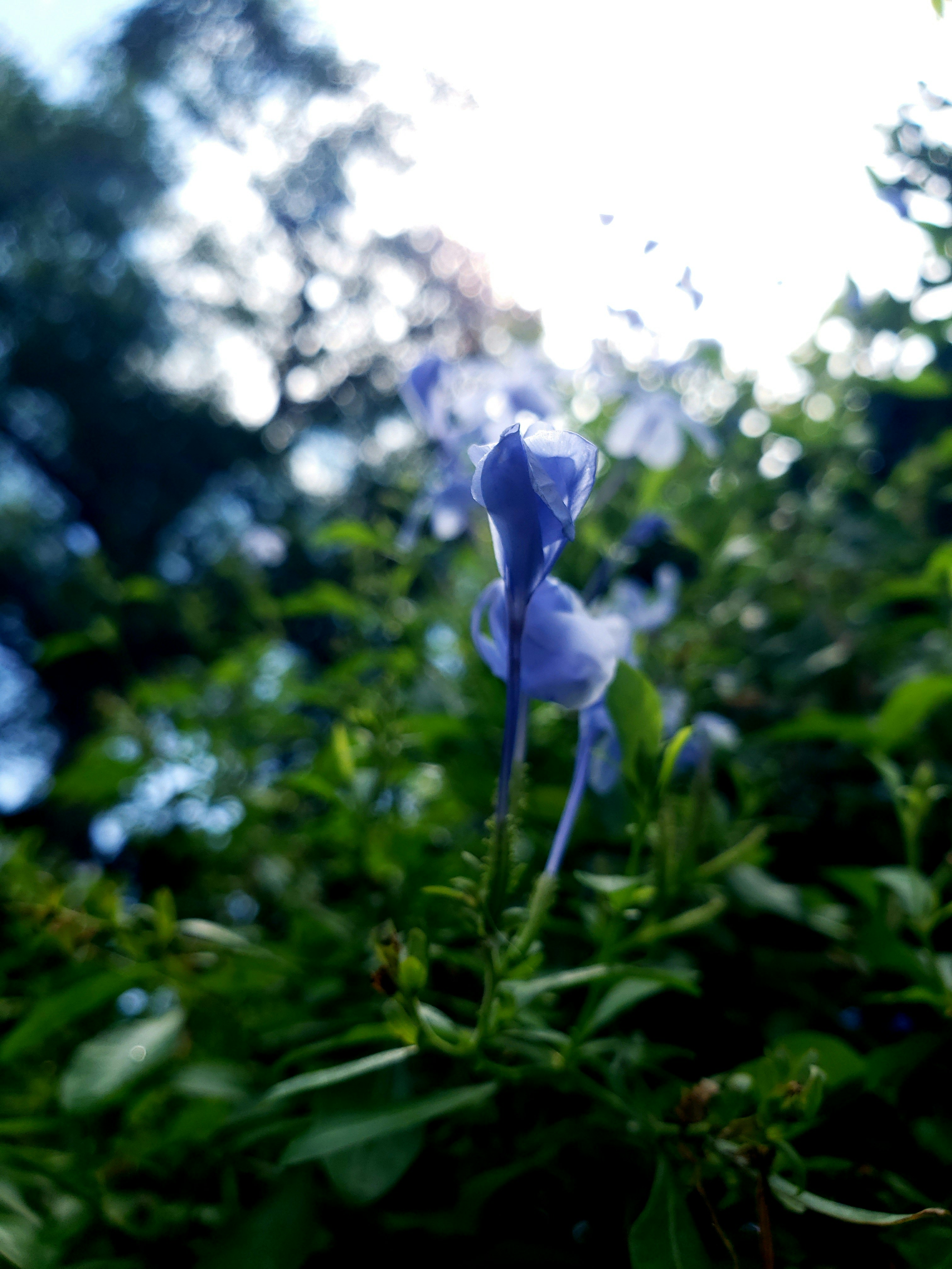 Azure Bloom in Dappled Backlight