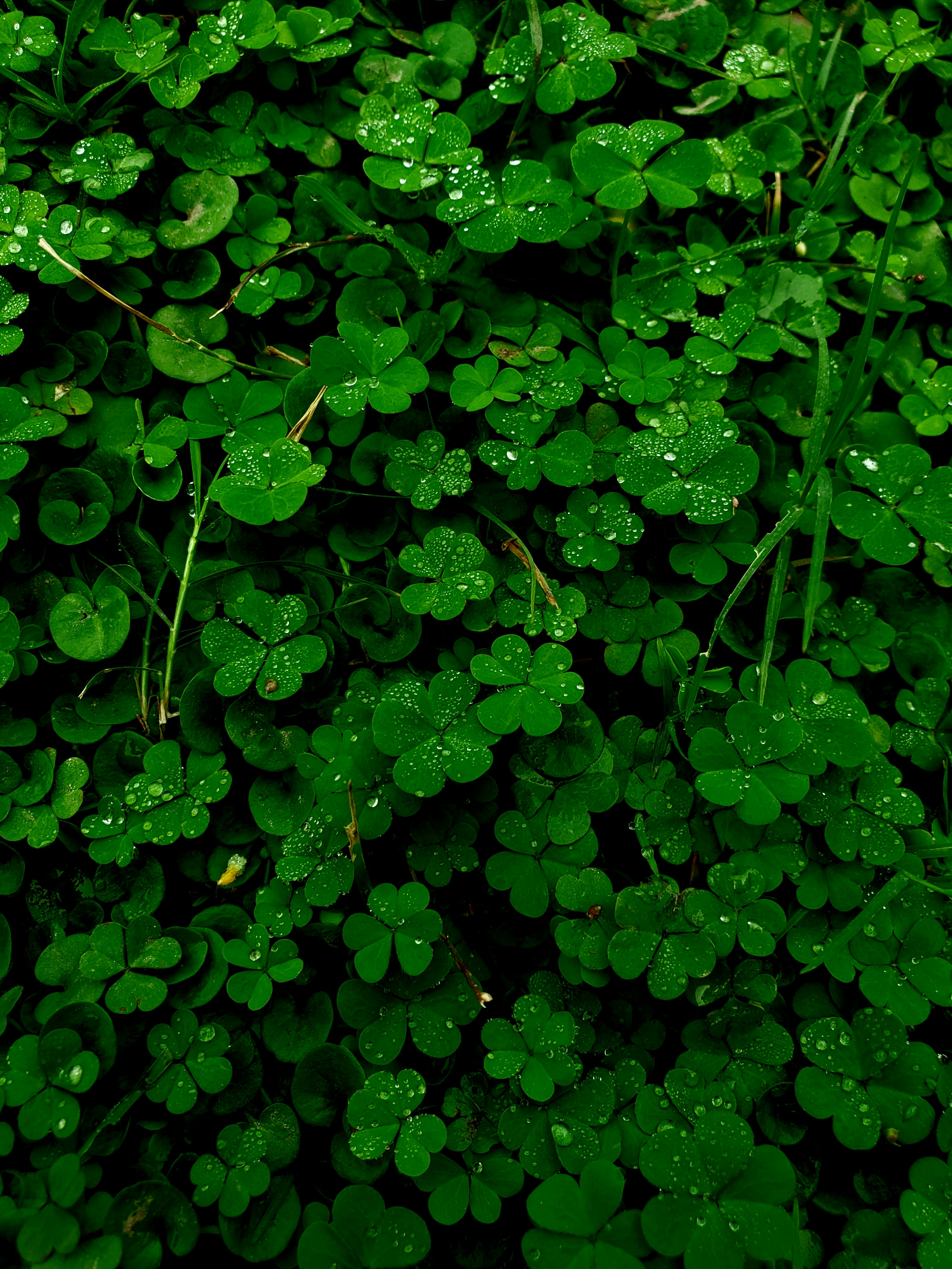 a bunch of green plants with water drops on them