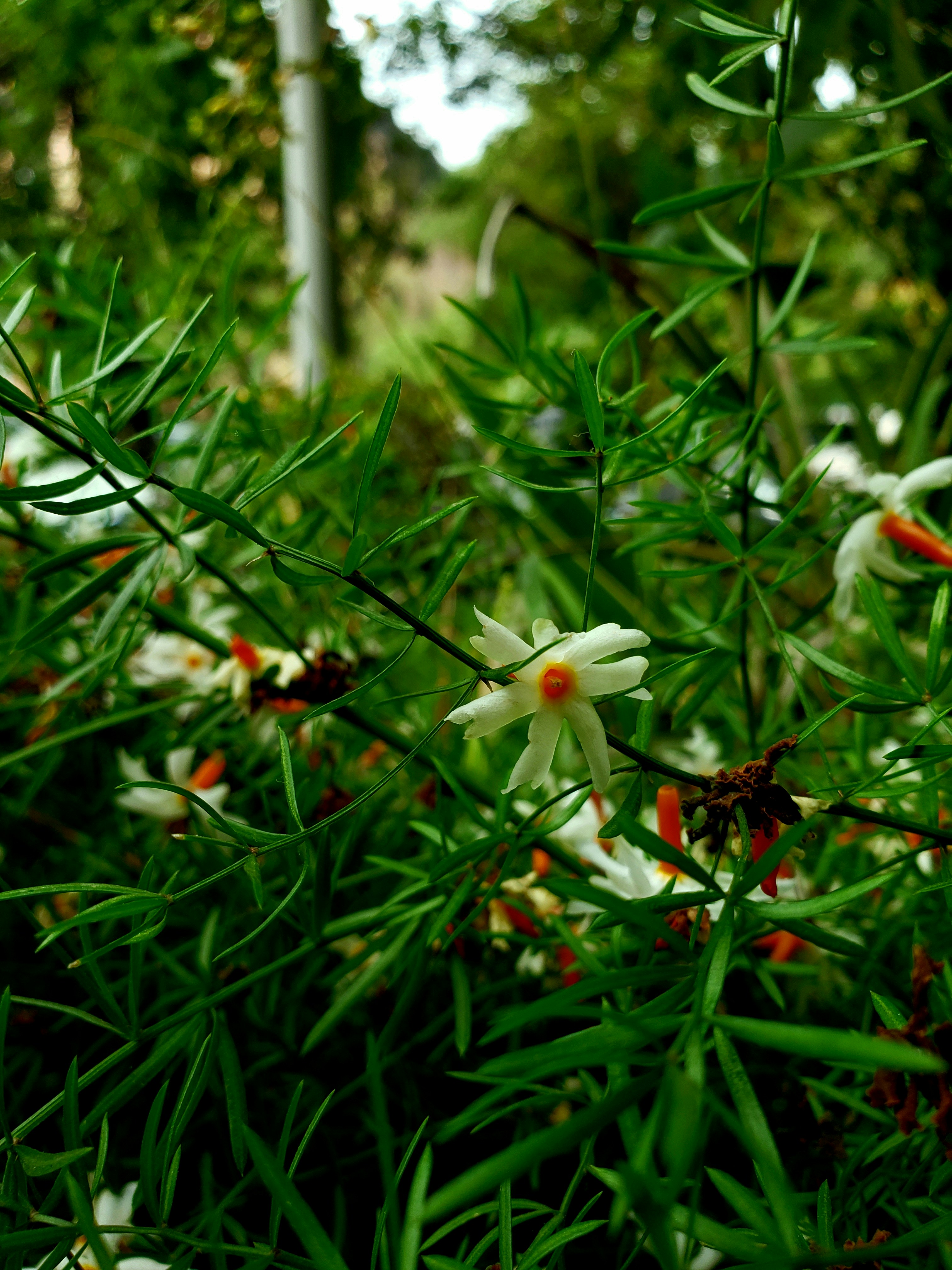 White Bloom in a Green Tangle: A Lone Flower Among Needlelike Foliage
