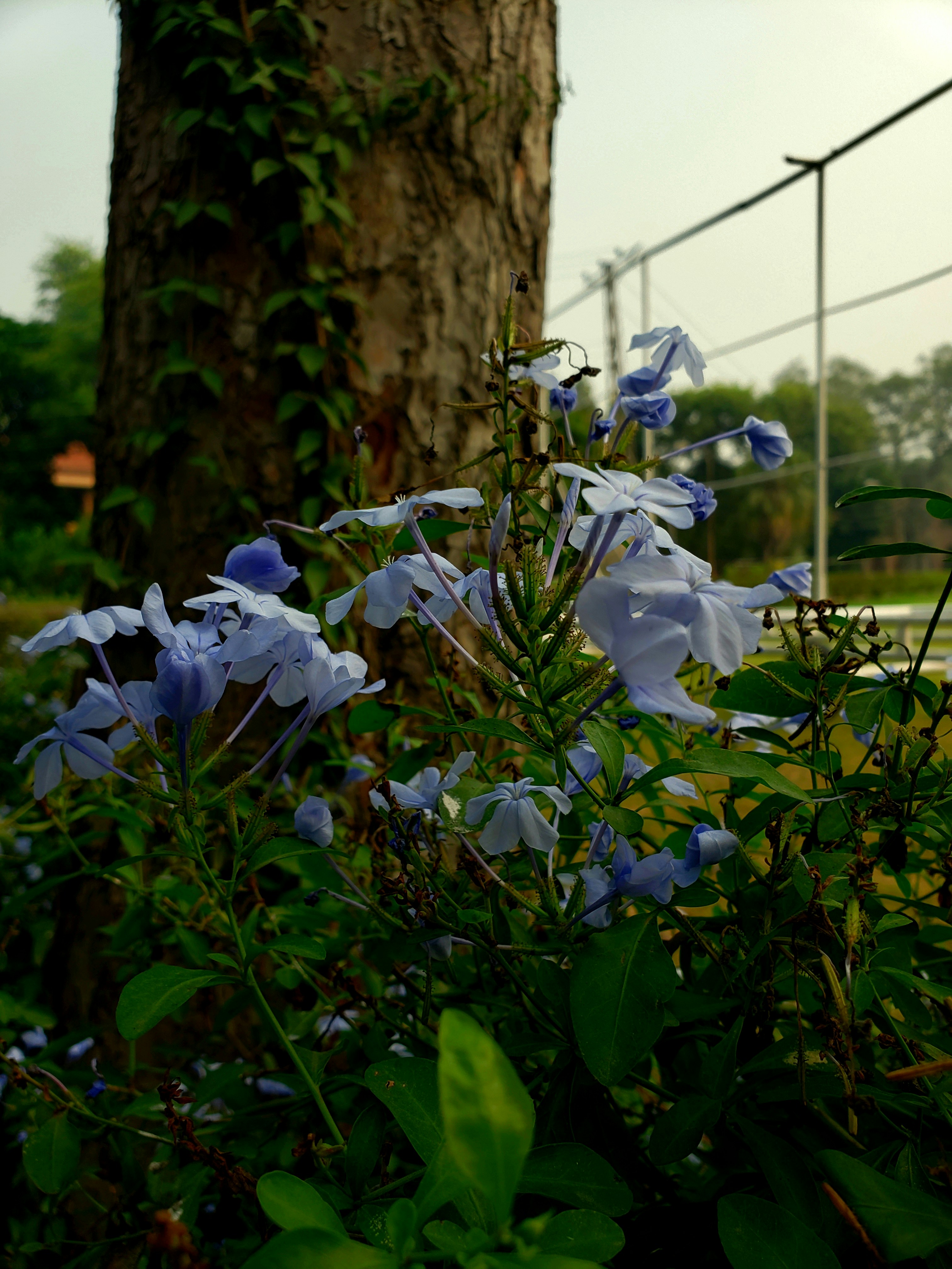 Blue Blooms Crowding a Weathered Trunk: A Quiet Garden Moment