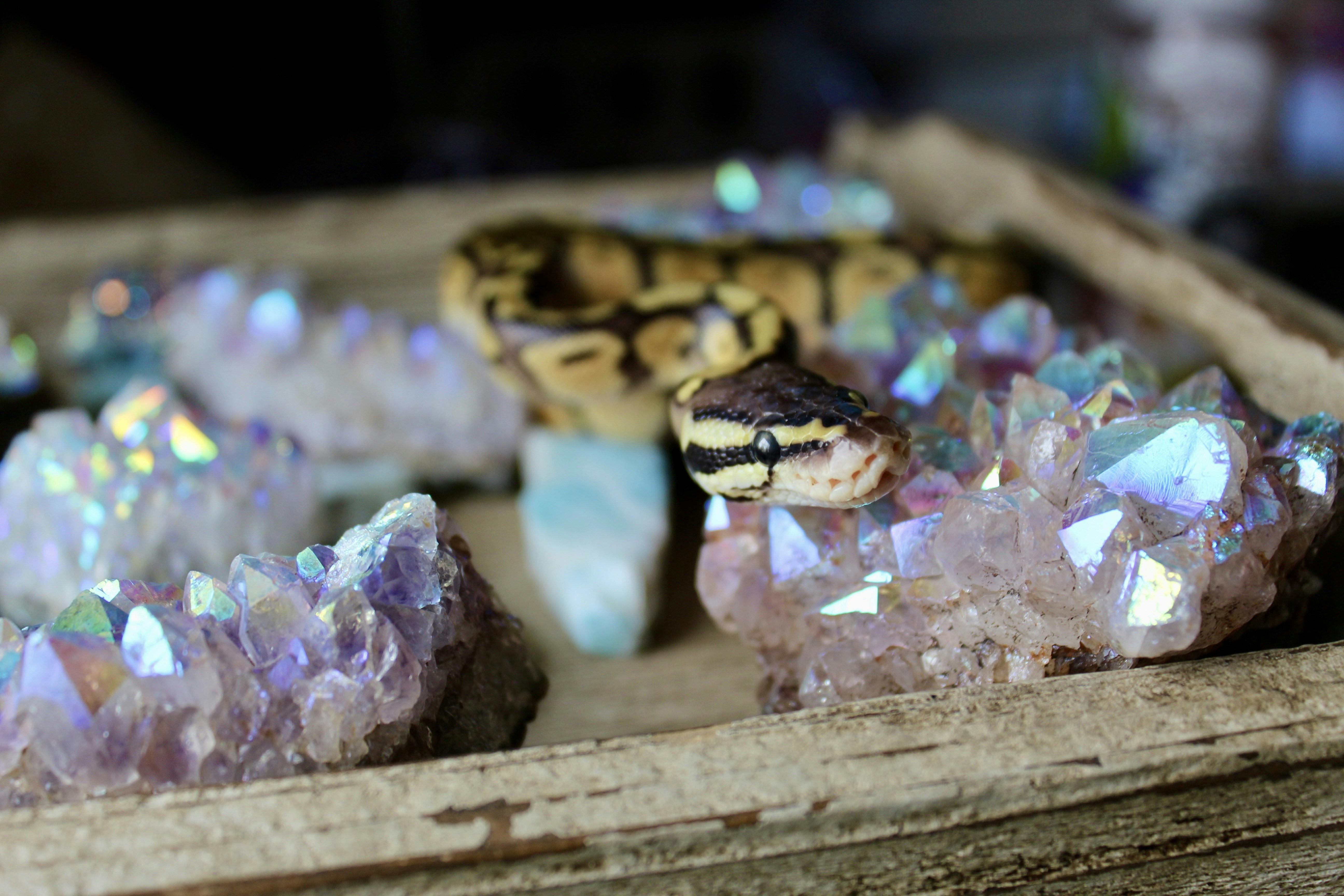 A snake sitting on top of a pile of crystals photo – Free Snake Image ...