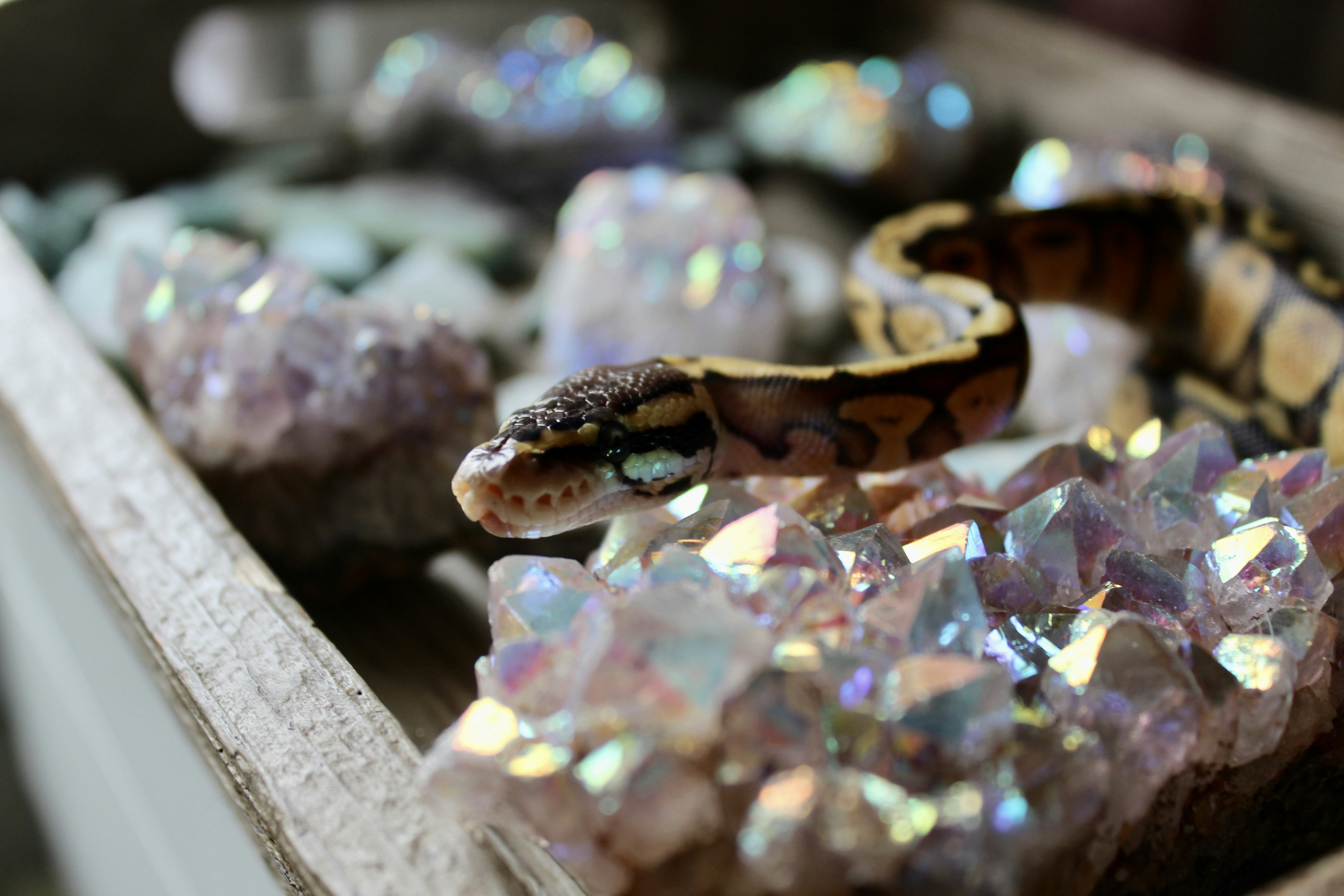 A snake that is laying on some rocks photo – Free Snake Image on Unsplash