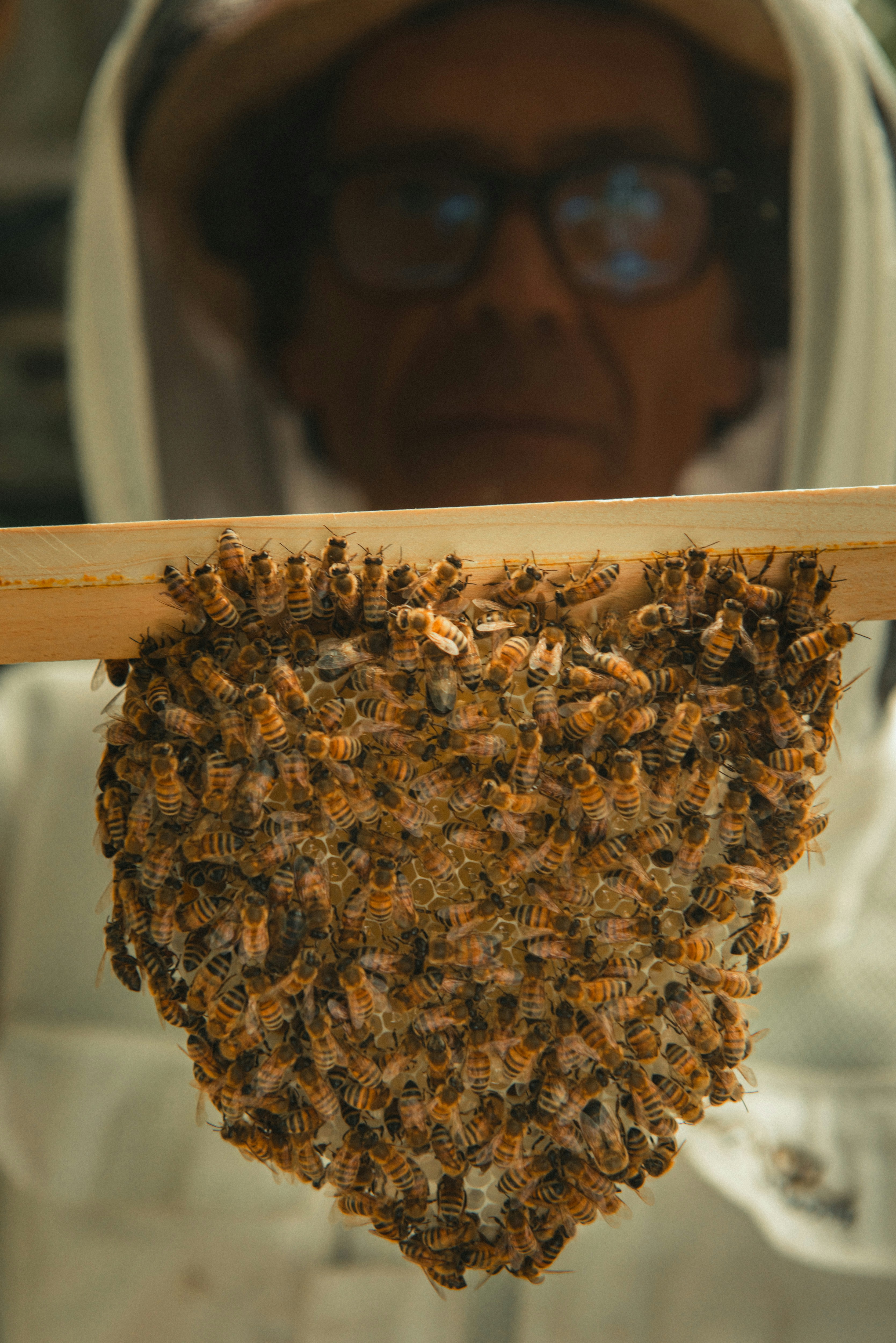 A man in a bee suit holding a frame with a bunch of bees on it photo ...