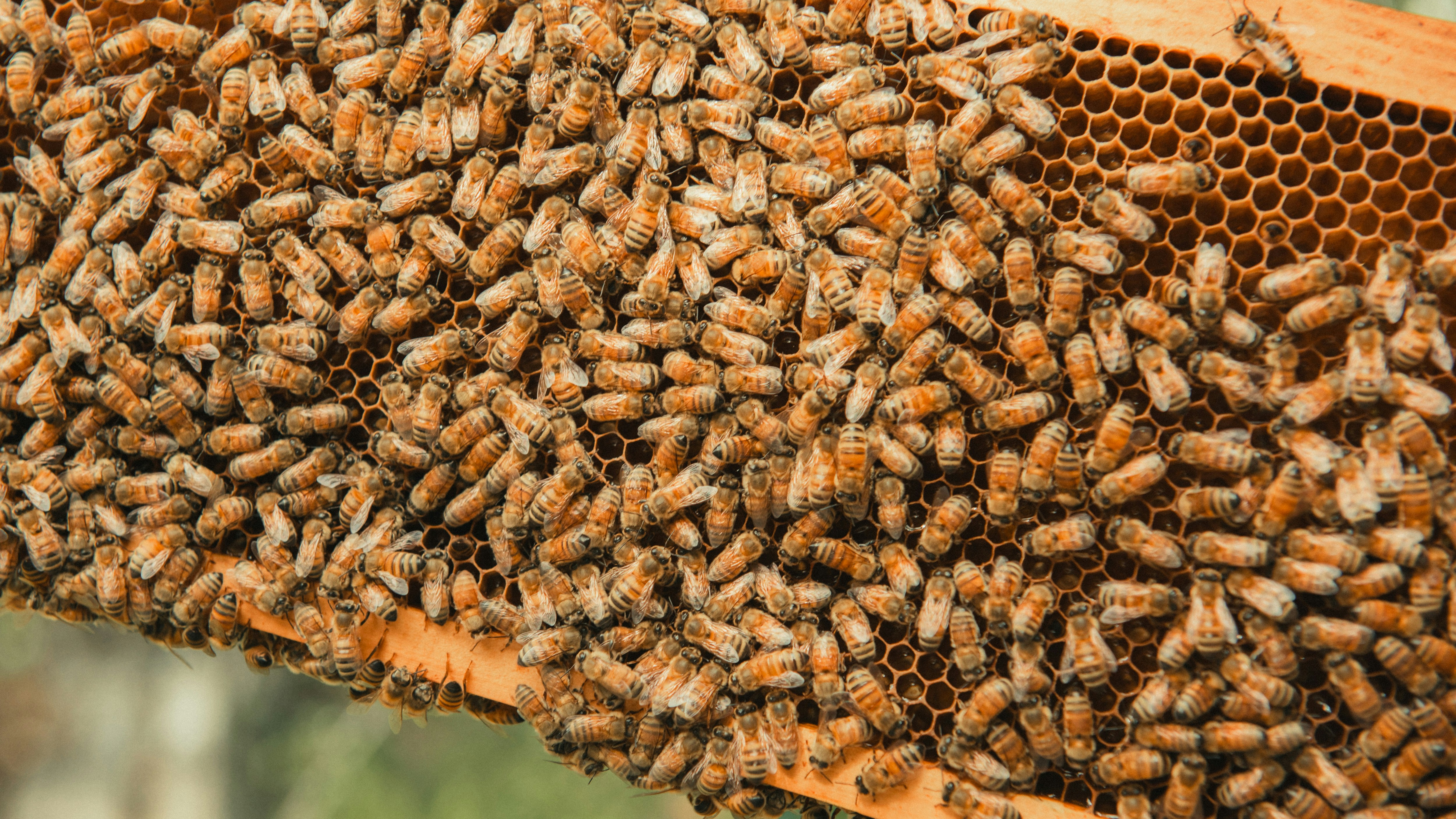A bunch of bees that are in a beehive photo – Free Honey Image on Unsplash