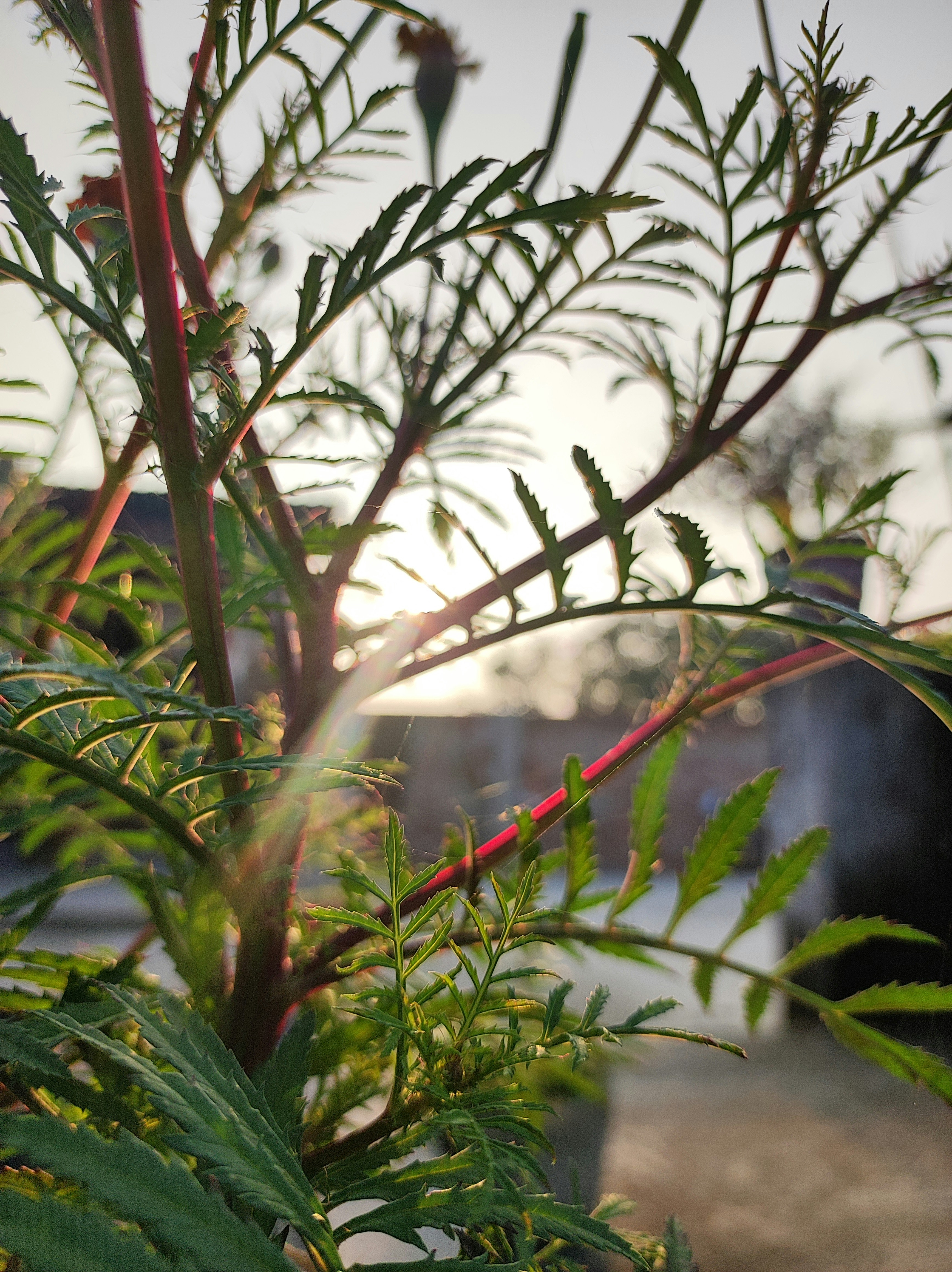 Photo by Akash Deep Shanker with Xiaomi Mi 11 Lite NE