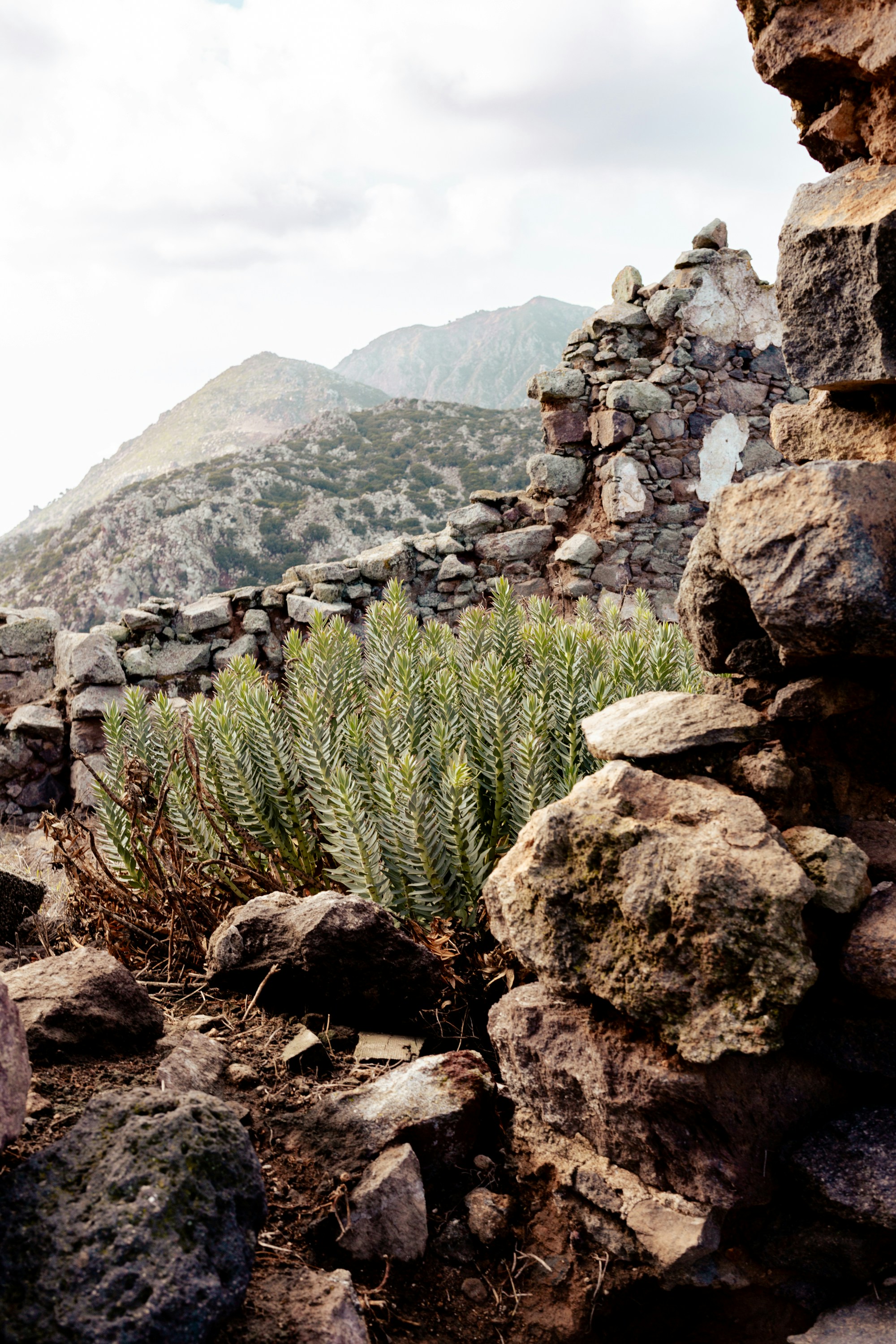 Stone Wall Summit: Green Tufts Framing a Mountain Ruin