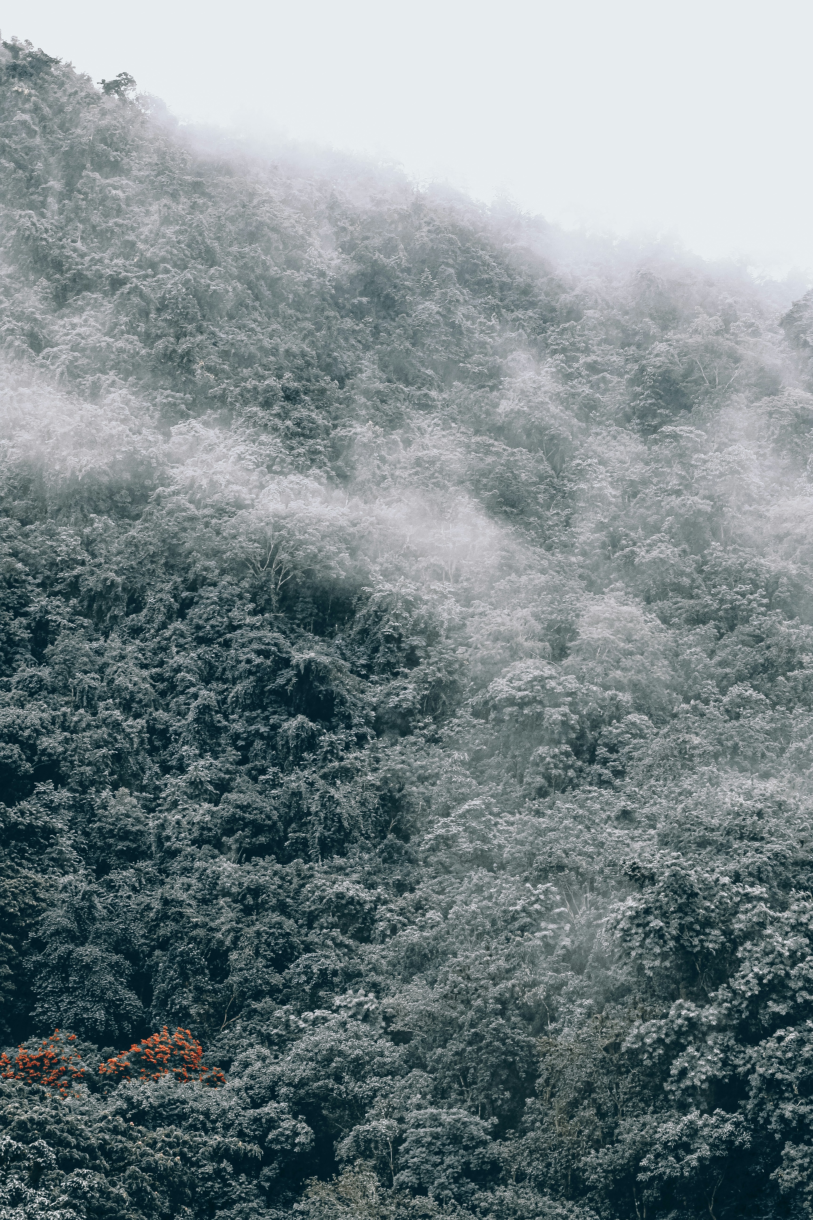Misty hillside over a quiet forest