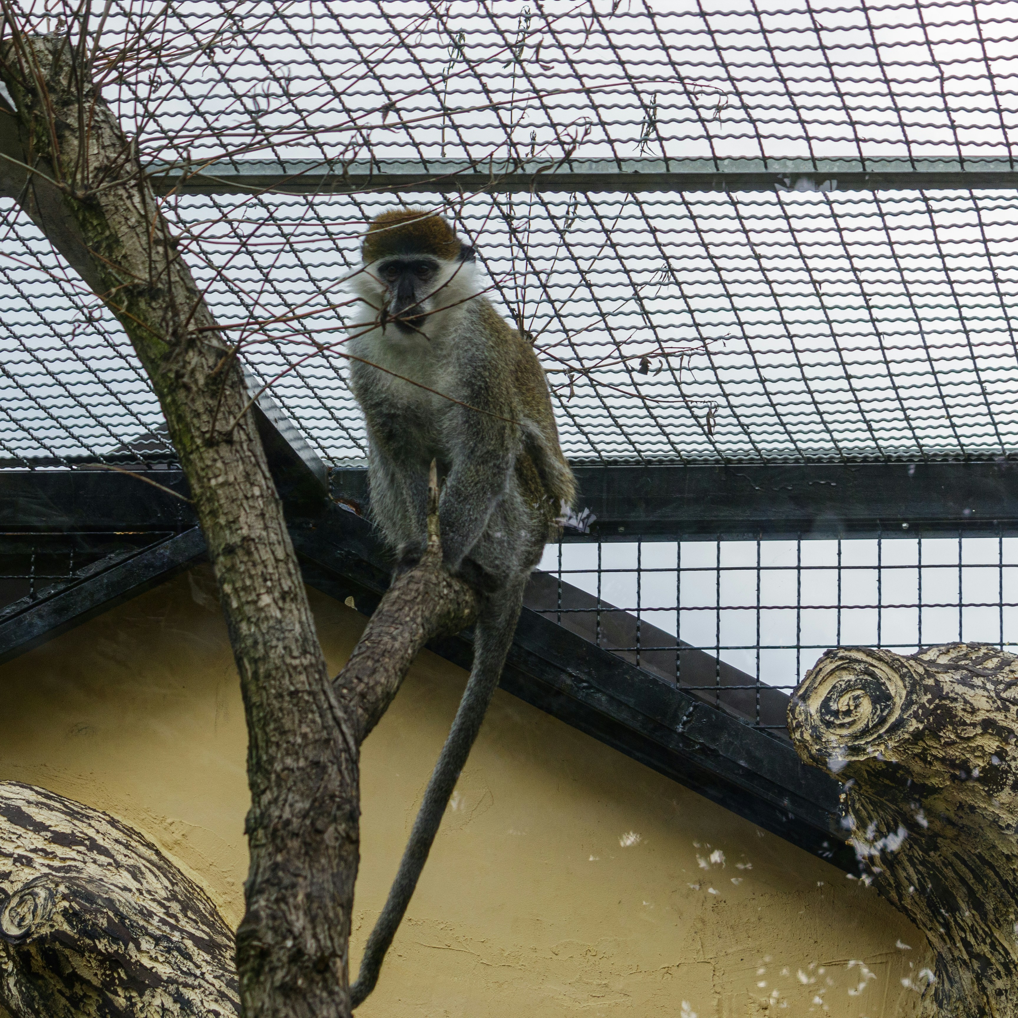 Snowbound Sentinel: Macaque perched on a branch inside a mesh enclosure