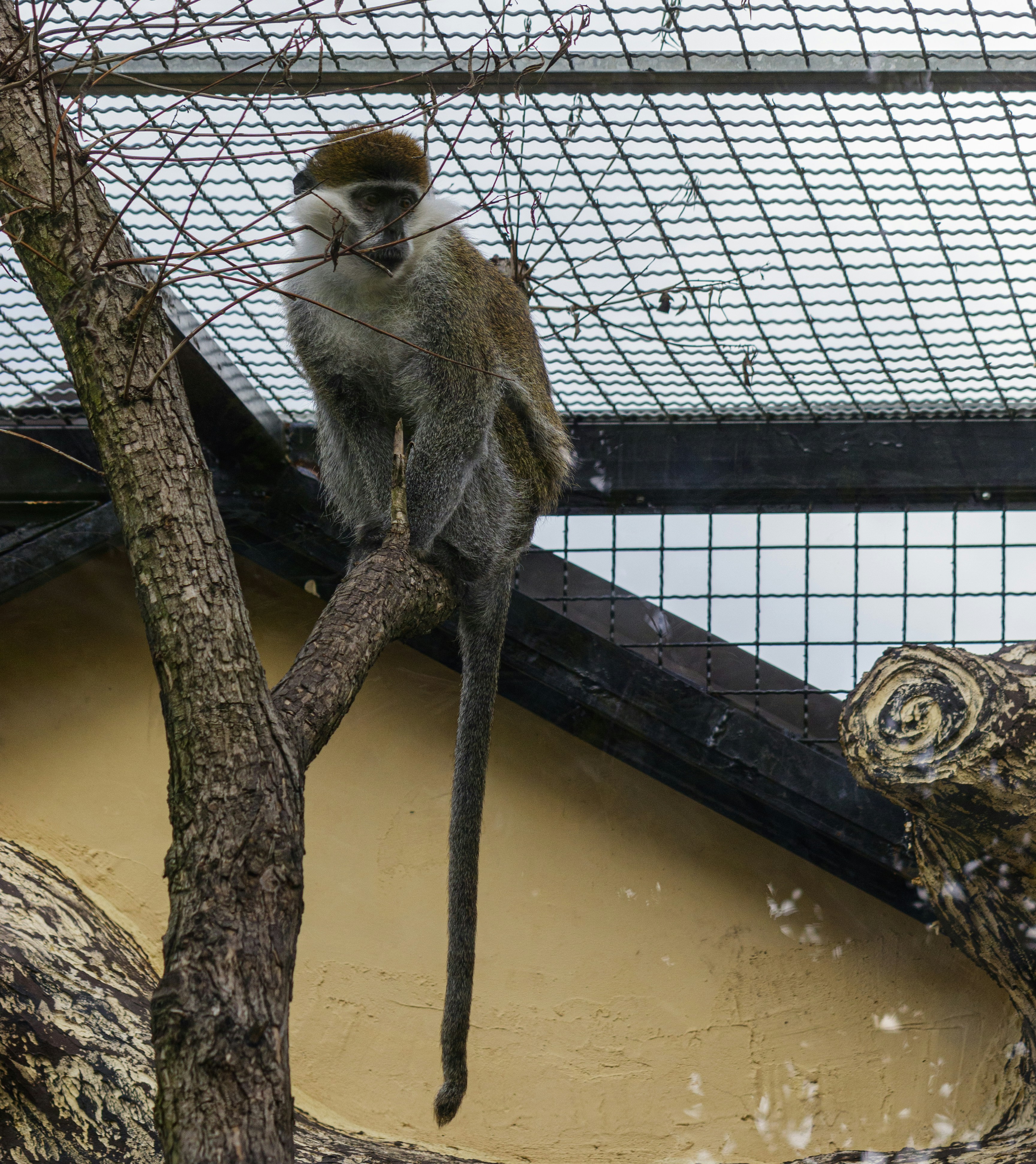 Curious Gaze Through the Enclosure Mesh: Monkey on a Weathered Branch