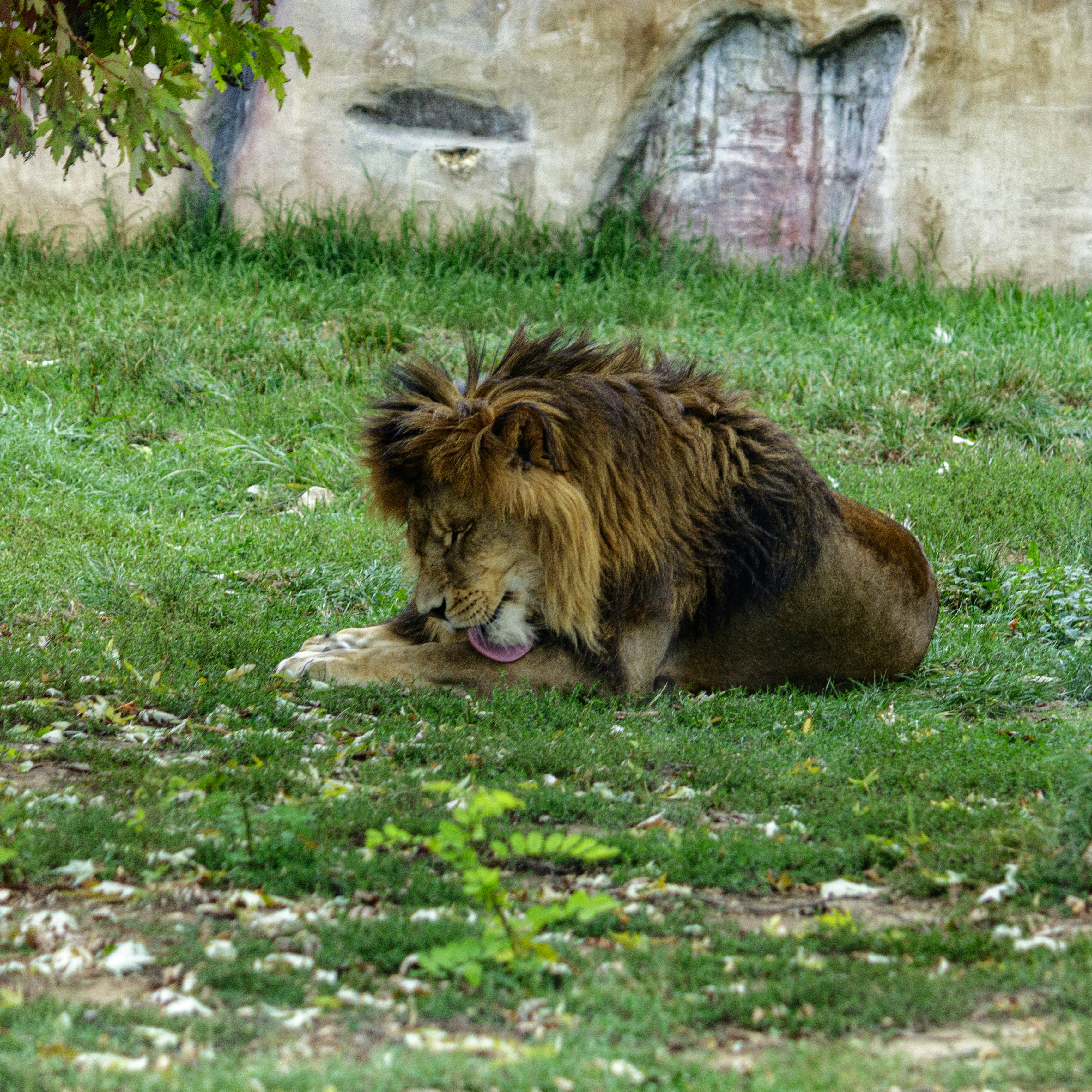 Regal Pause: A Lion Resting Amid Grass by a Weathered Wall