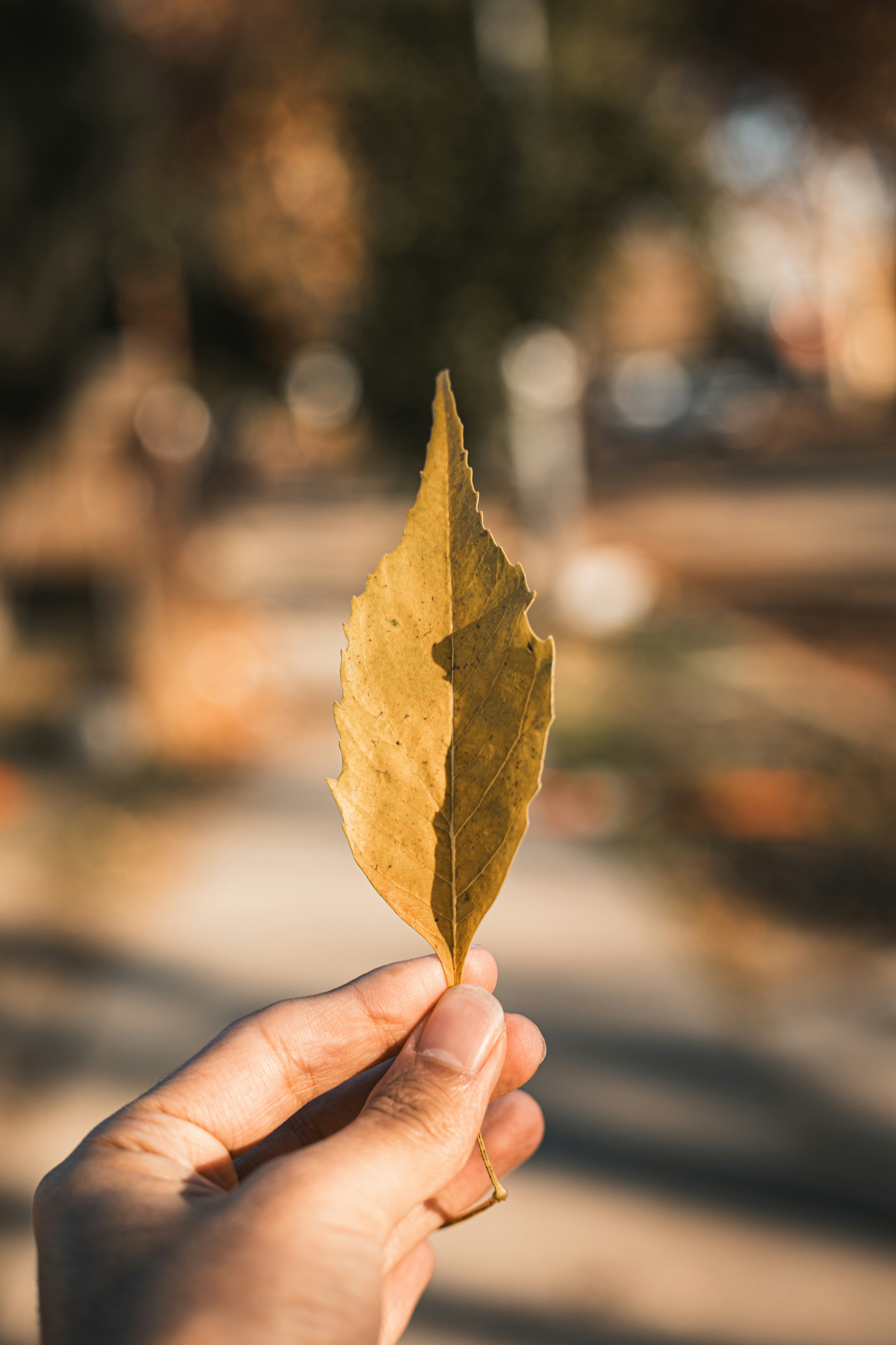 Leaf in Focus: A Quiet Autumn Moment in the Park