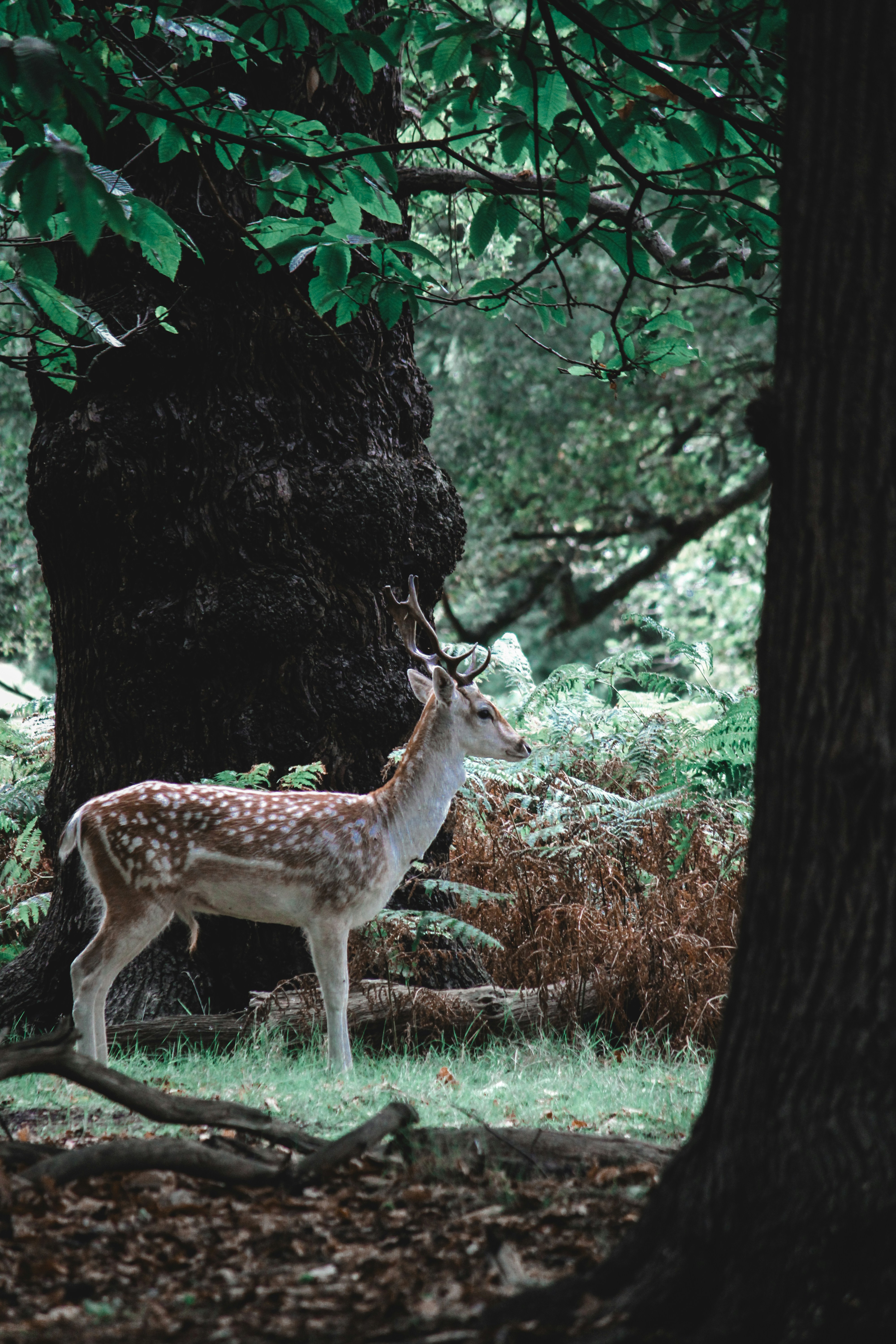 A deer standing next to a tree in a forest photo – Free Richmond park ...