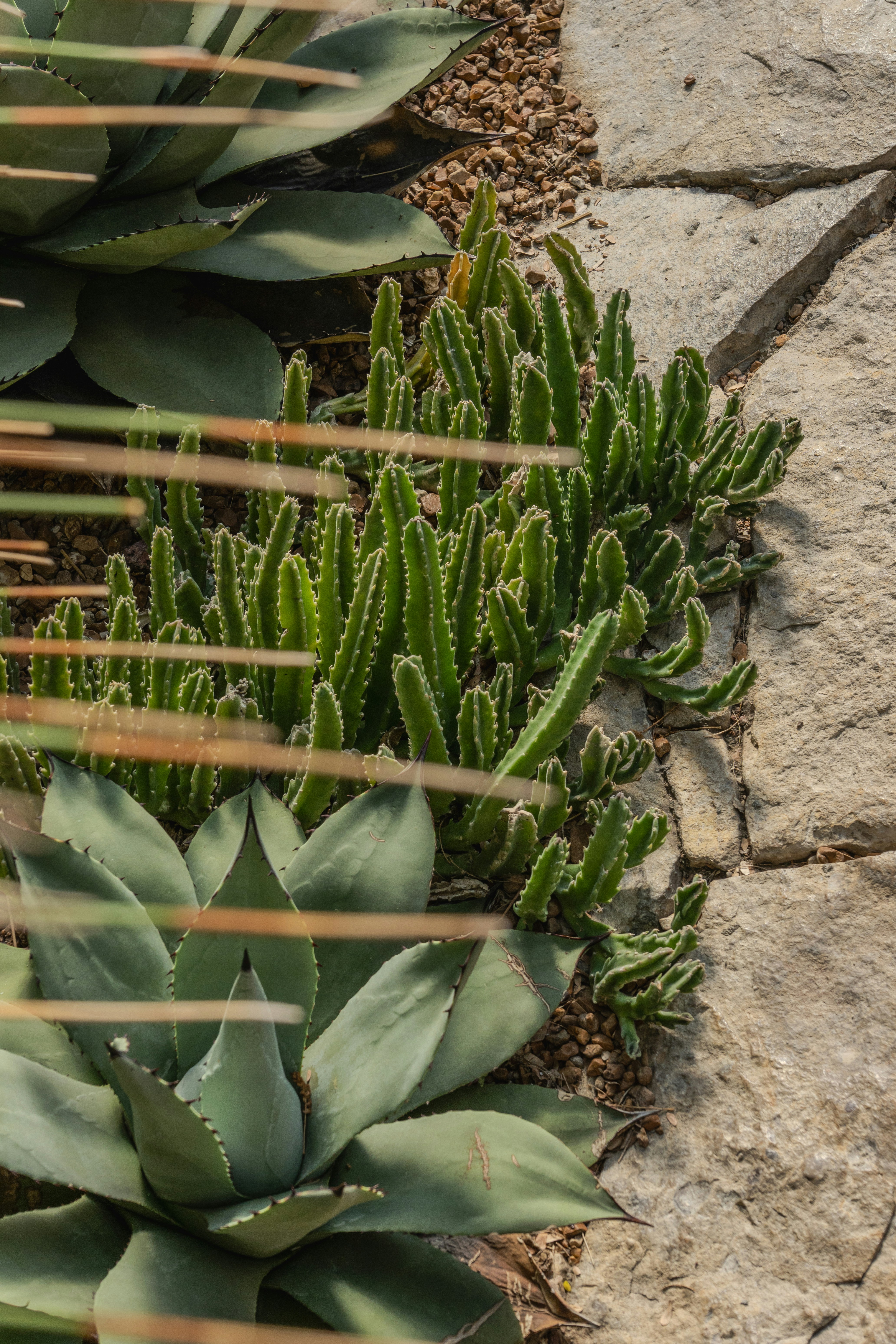 Desert Garden Edge: Succulents Nestled Against Weathered Stone