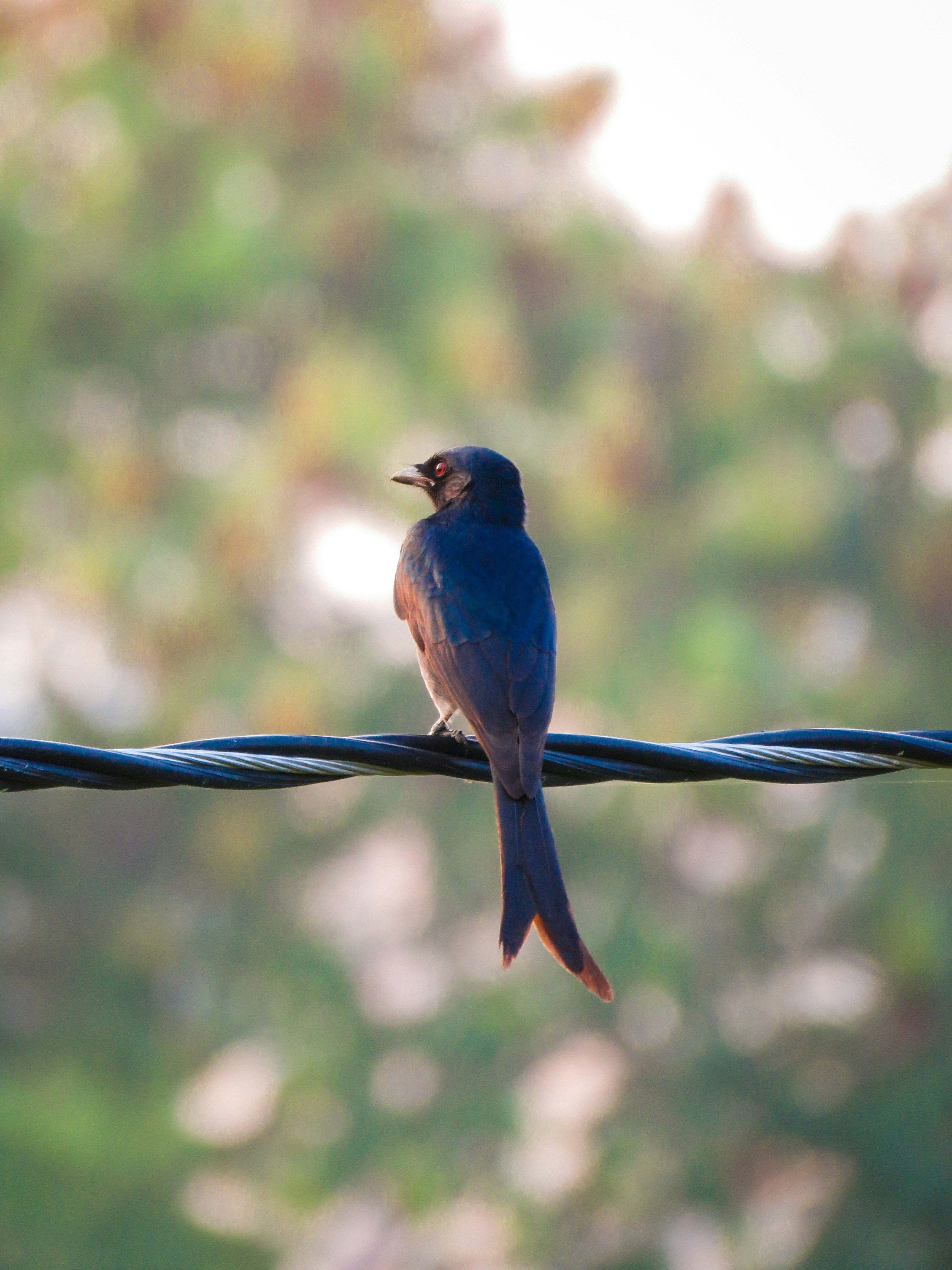 Photo by Anand Ramavath with Canon PowerShot SX60 HS