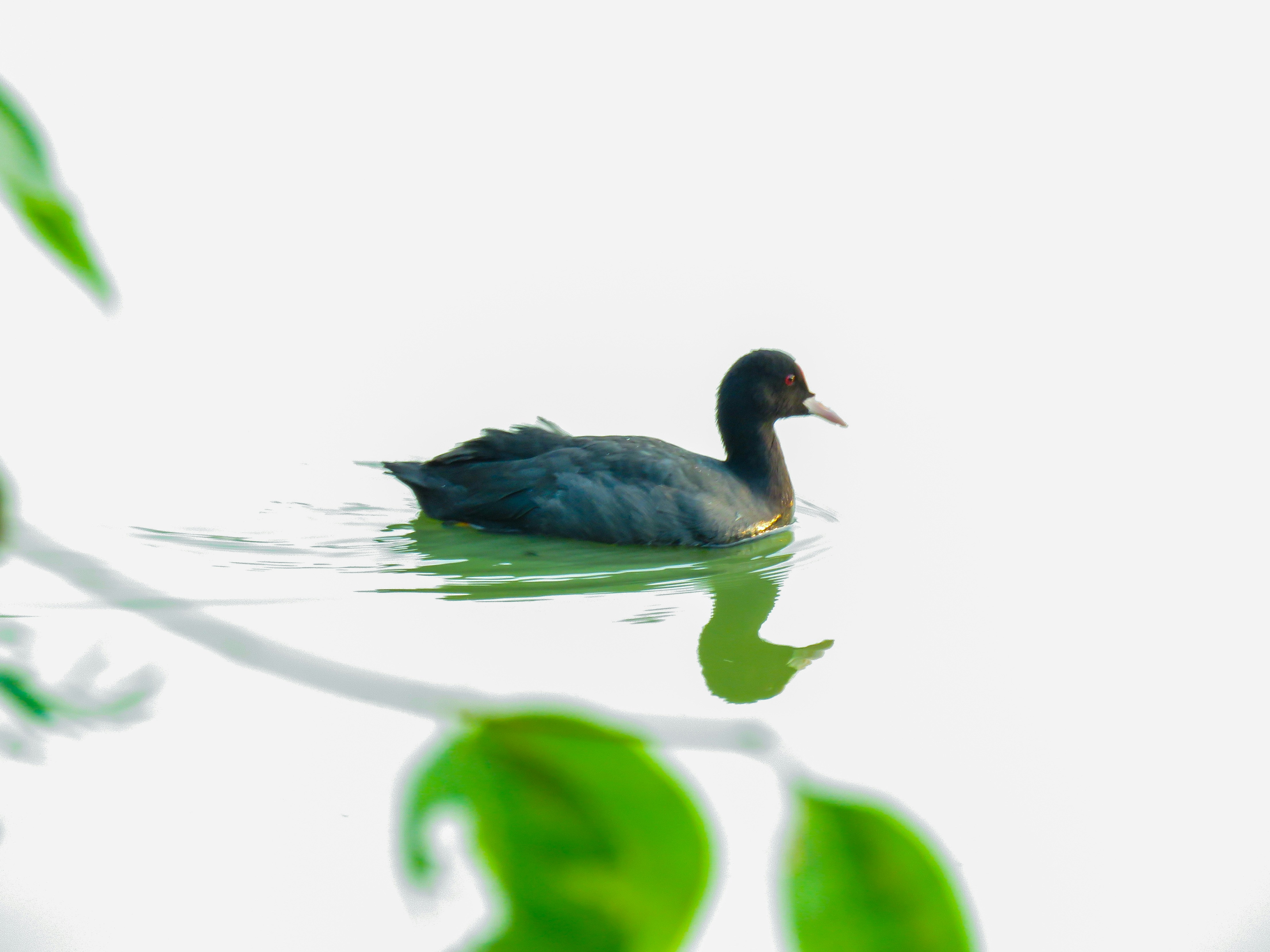Floating Black Duck Amid Bright Reflections