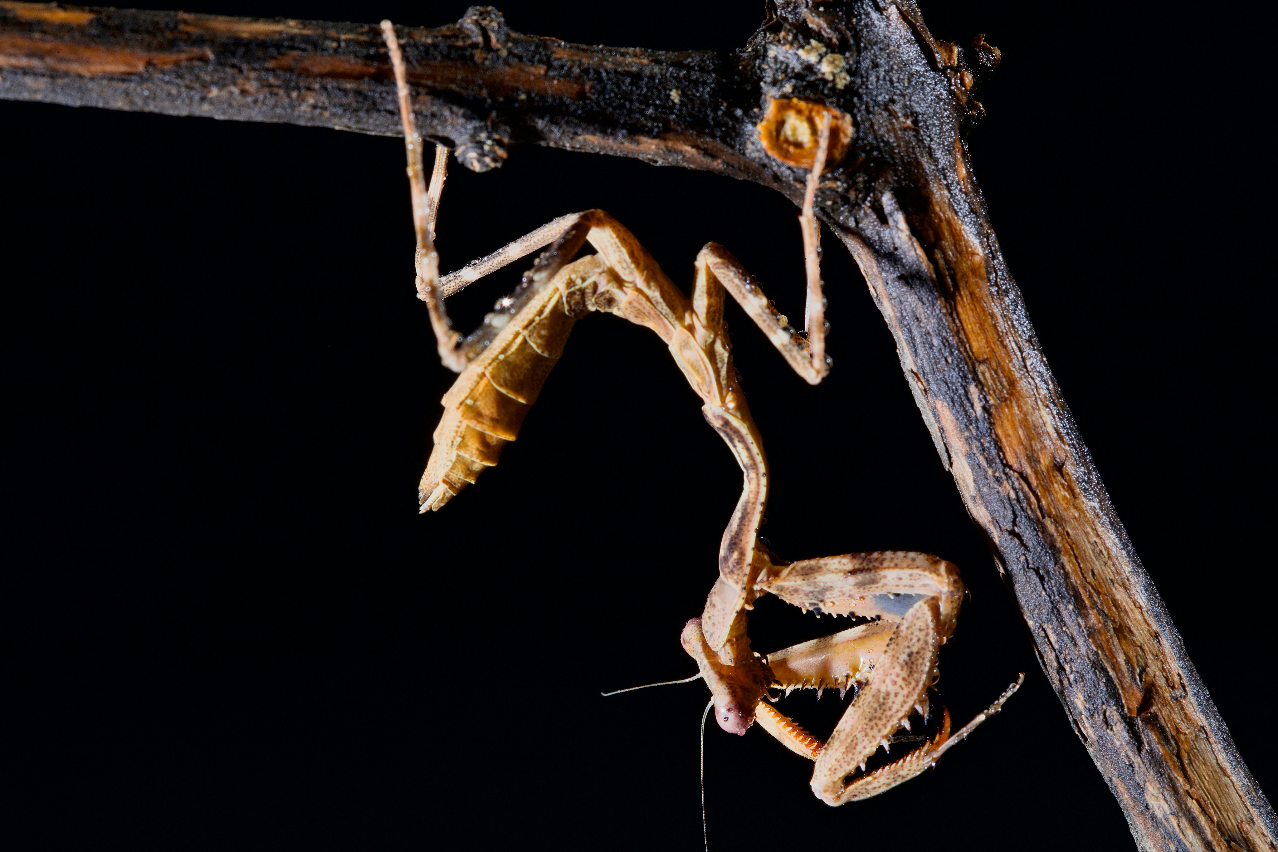 Ambush on a Twig: A Praying Mantid Clings to a Charred Branch