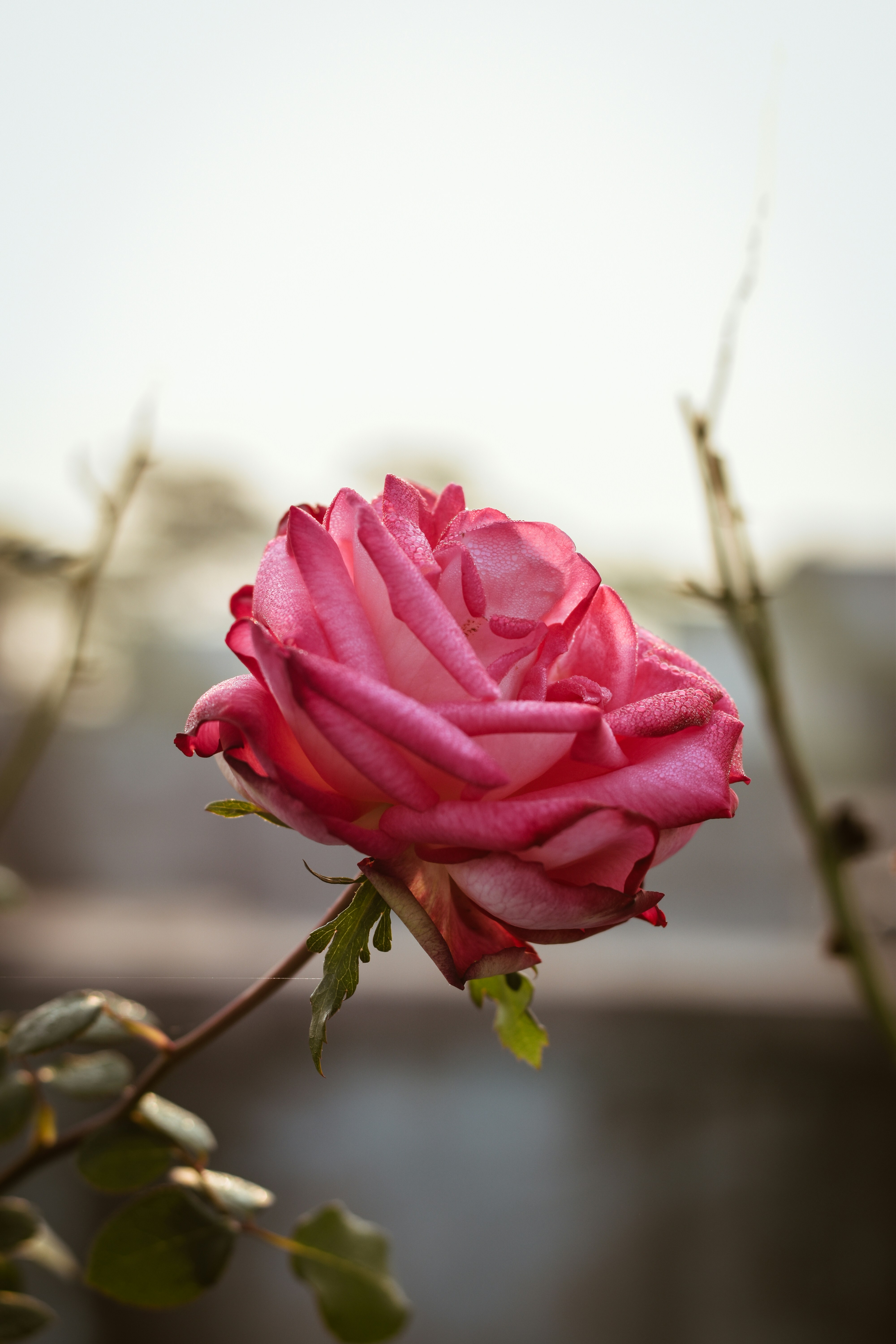 A pink rose is blooming in a garden photo – Free Rose flower Image on ...