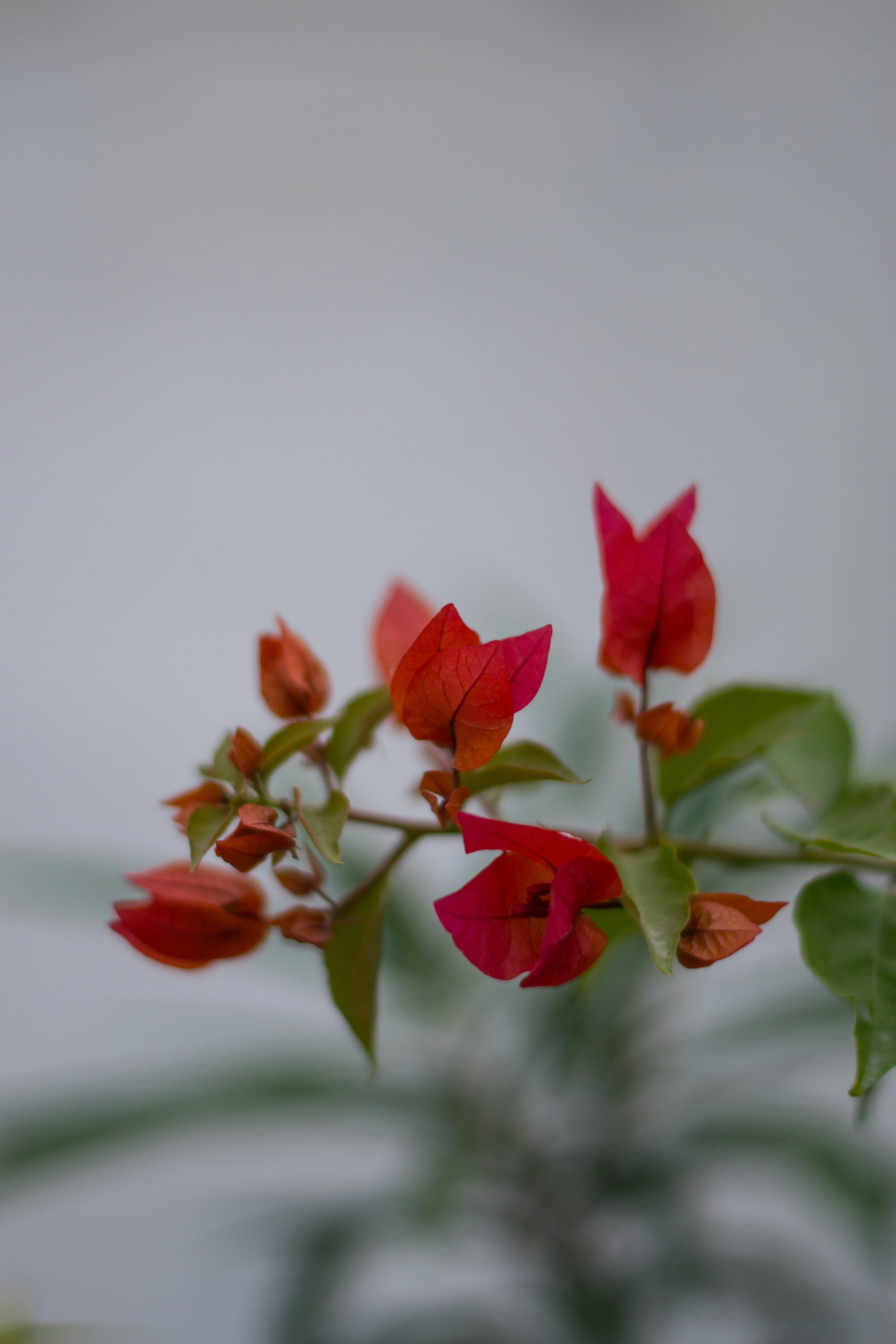 Crimson Bougainvillea Bracts in Soft Focus: A Macro Moment