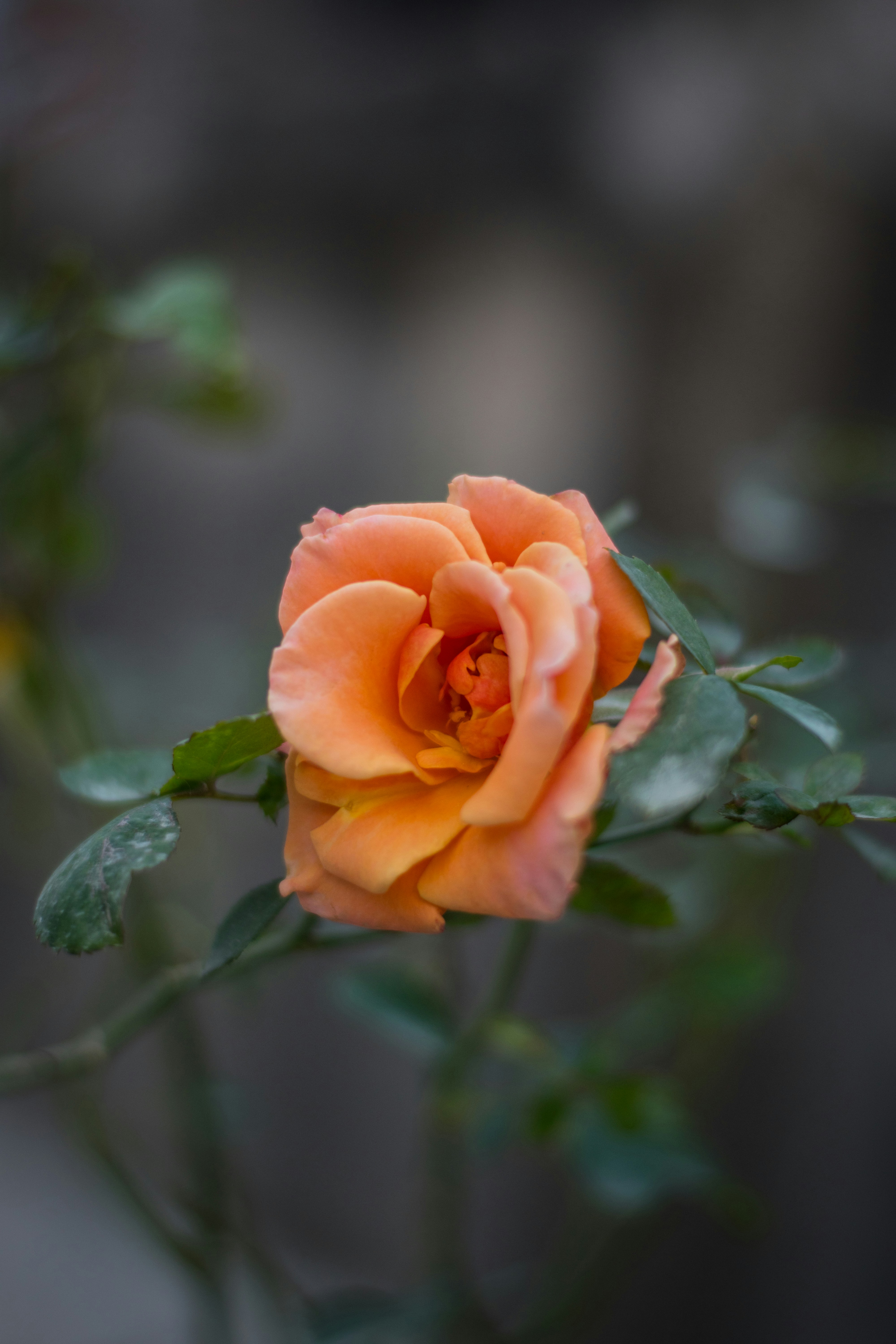 Delicate peach rose blooming amidst soft green leaves, showcasing intricate petal layers. A symbol of elegance and grace.