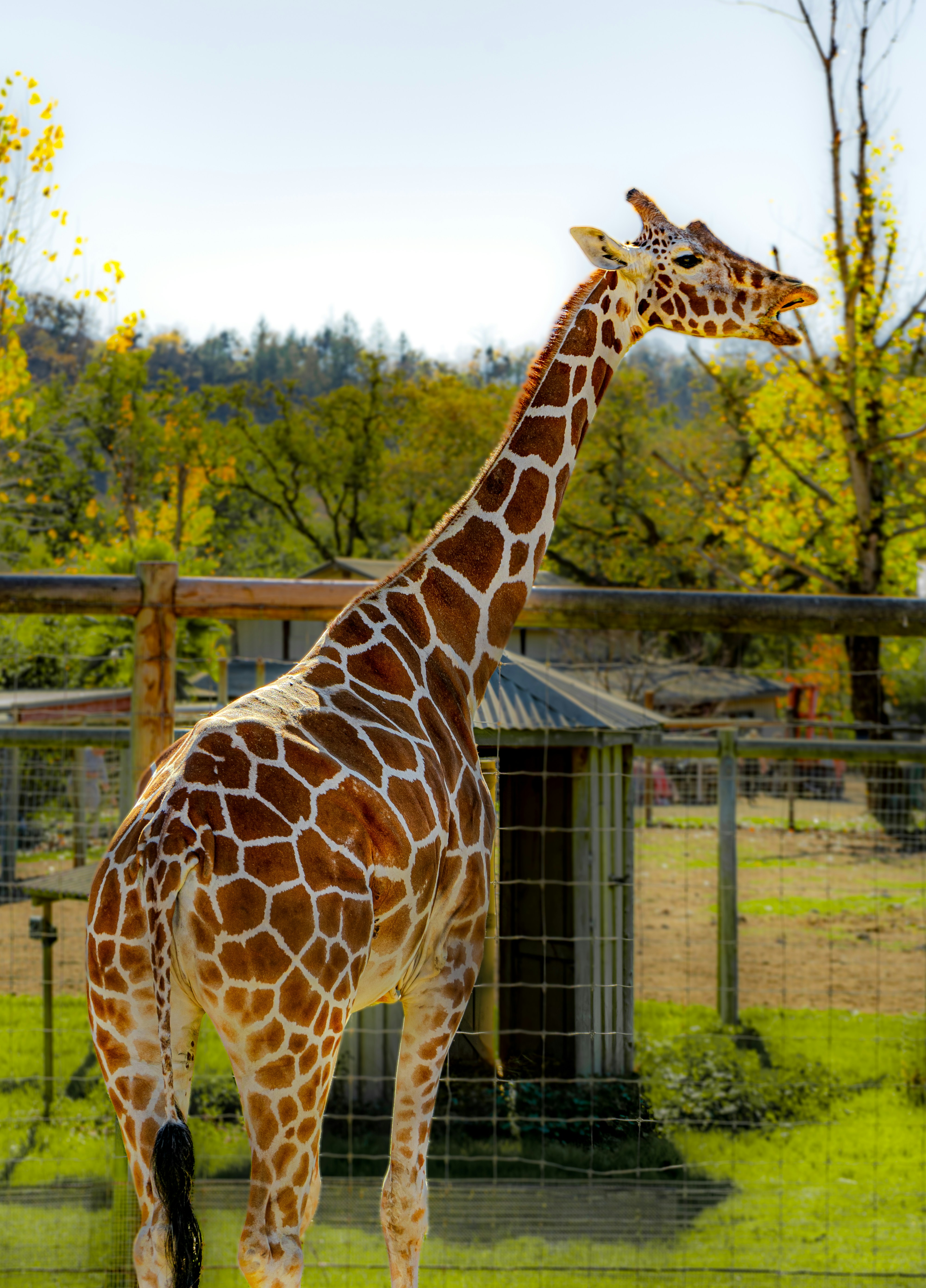 A giraffe standing in a fenced in area photo – Free Wallpaper Image on ...