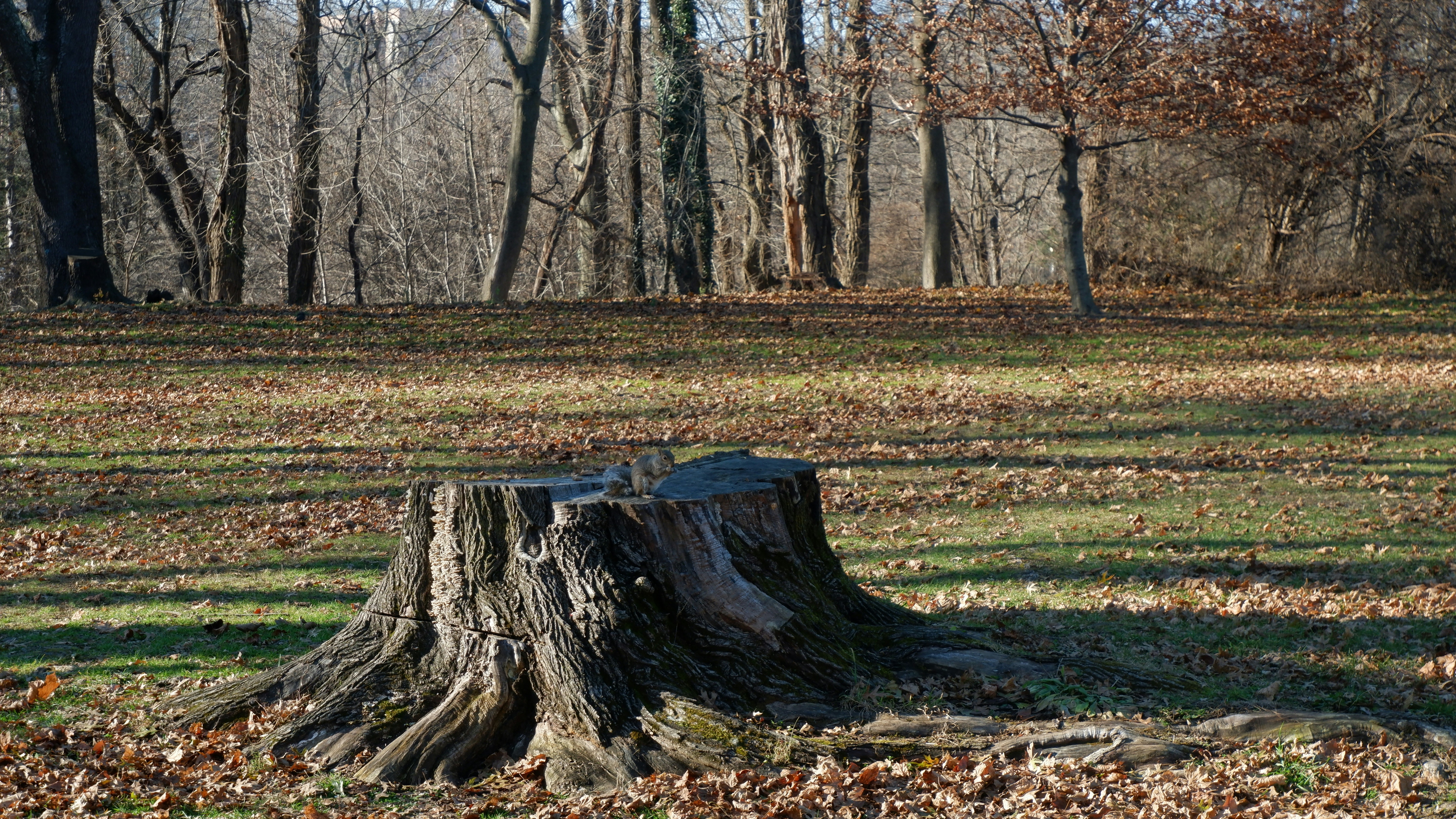 Stump in a leaf-strewn park, bathed in slanting autumn light
