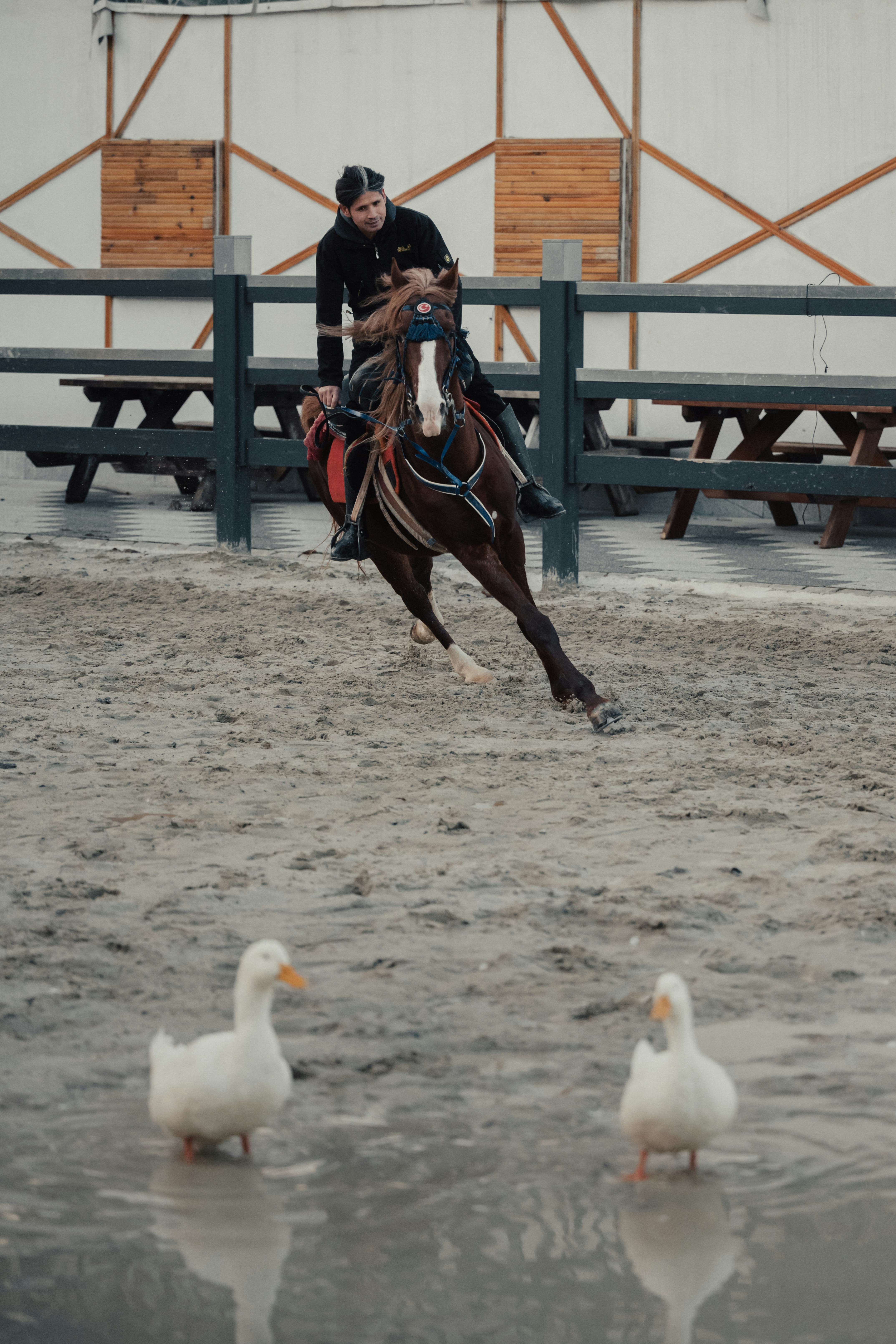Mid-Stride Leap: Rider and horse clear a fence as ducks watch from the foreground