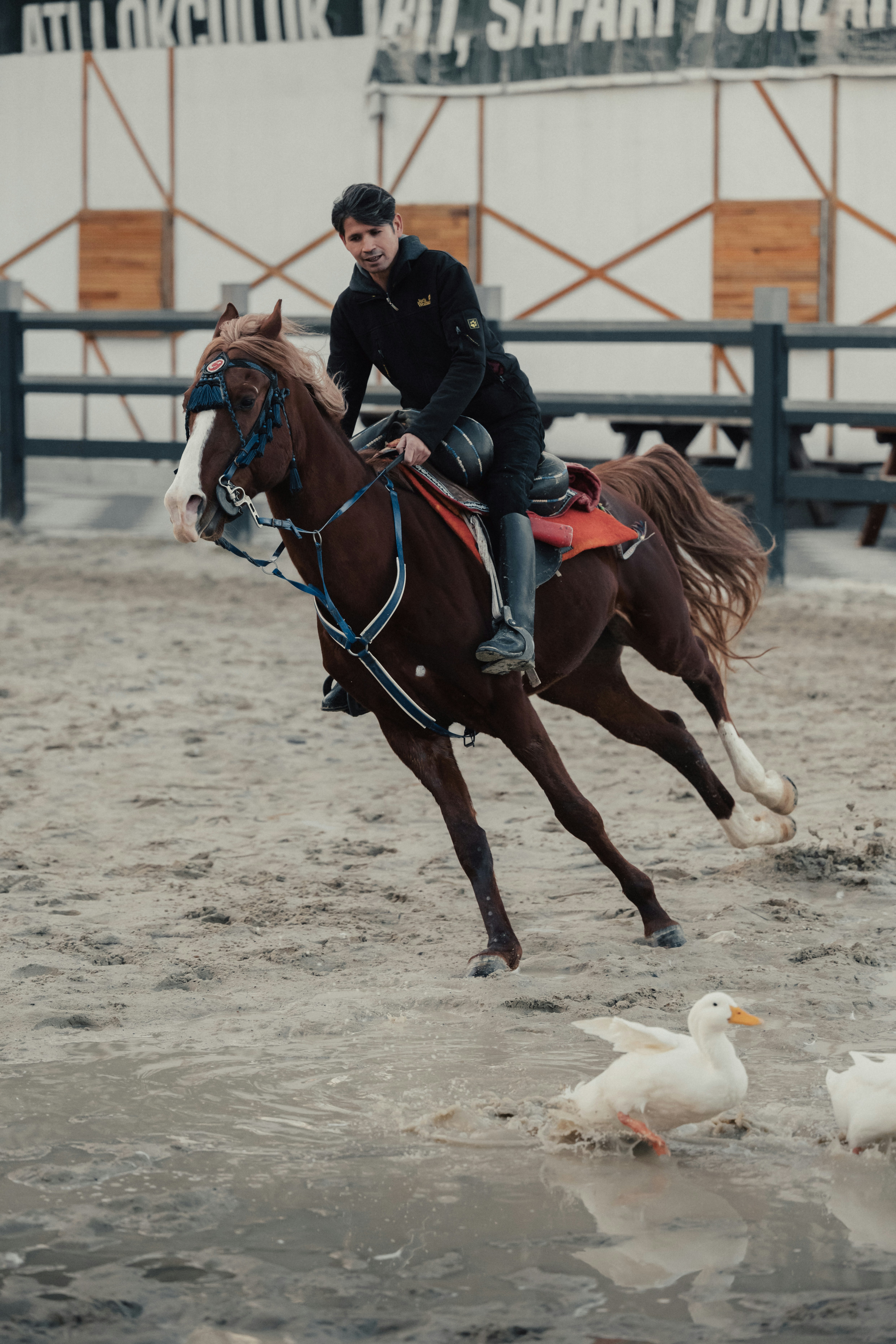 Turn and Dash: A Chestnut Horse Slices Through Mud as Ducks Scatter