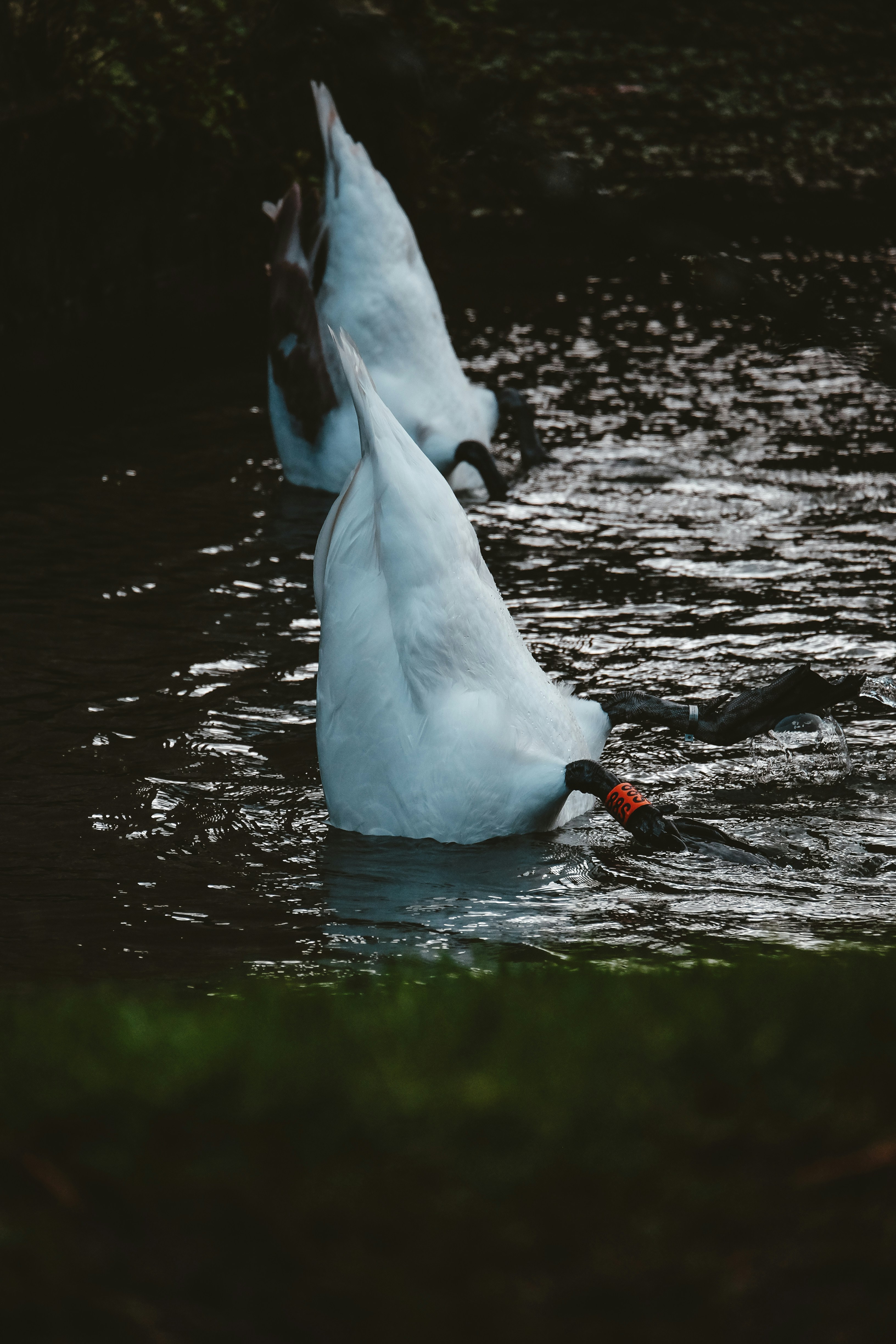 Submerged Silence: Two Swans in Twilight Ripples