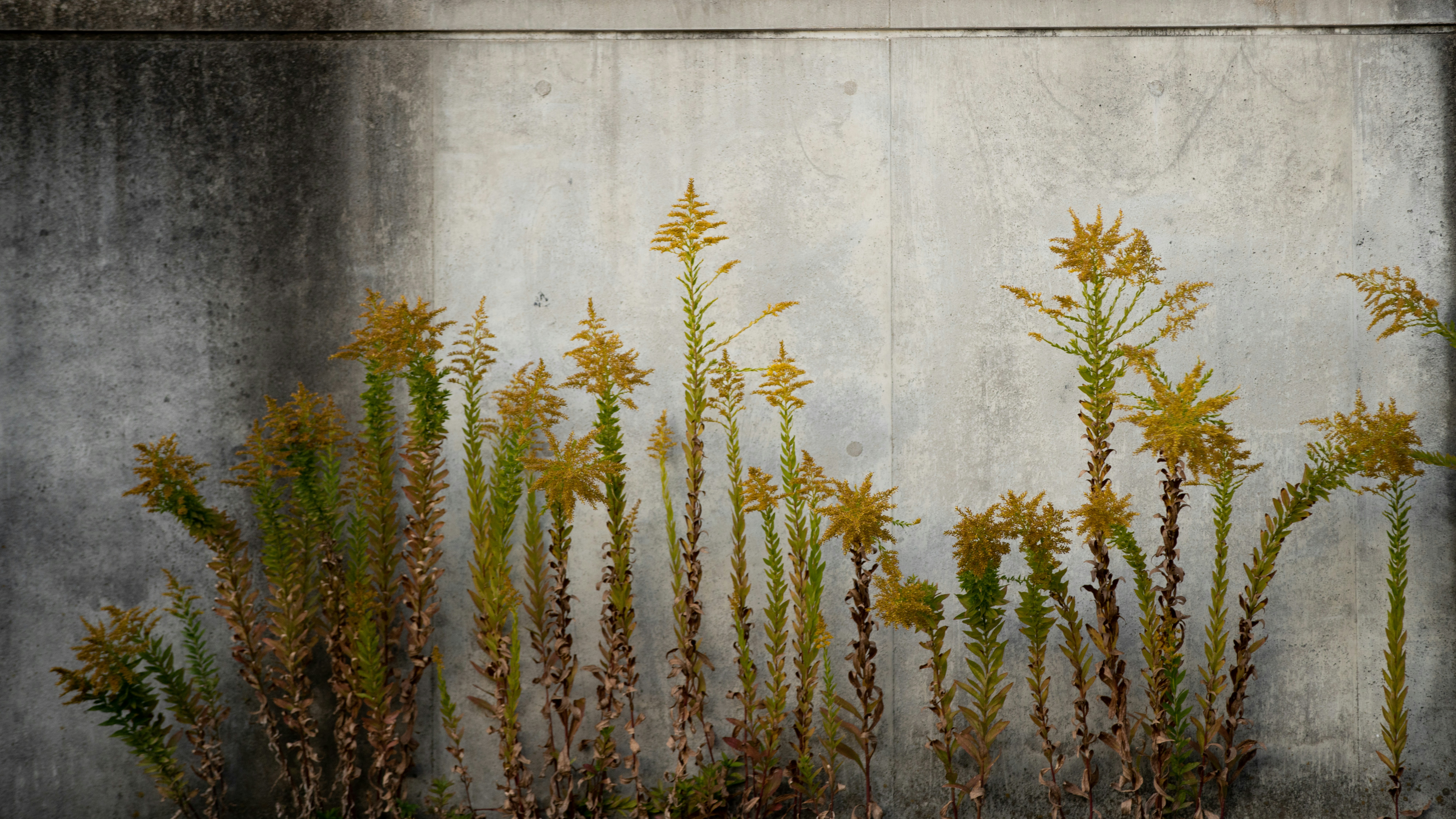 Gold-Tipped Stalks Stand Against a Weathered Concrete Wall