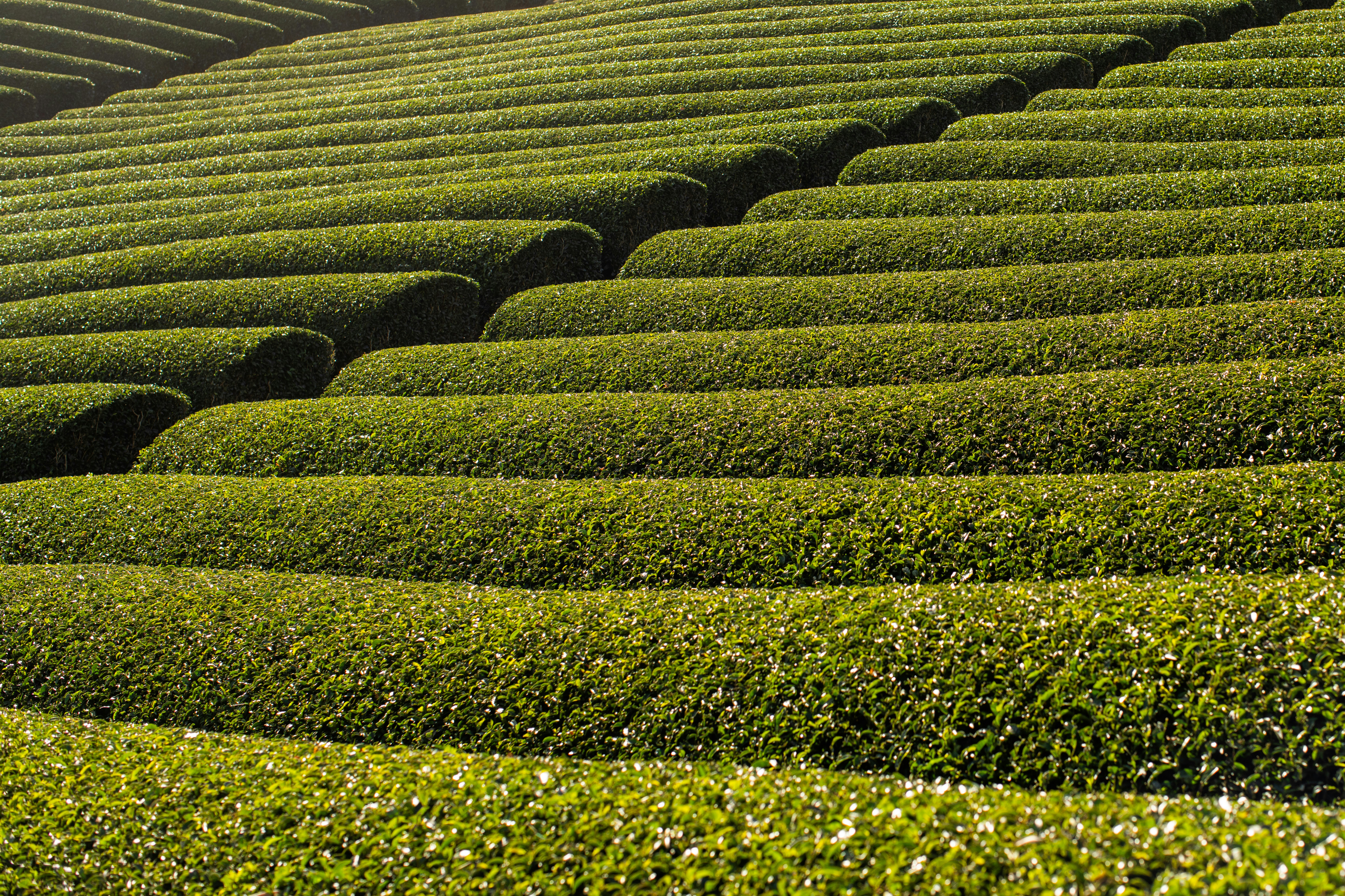 A row of hedges in the middle of a field photo – Free Wazuka Image on ...