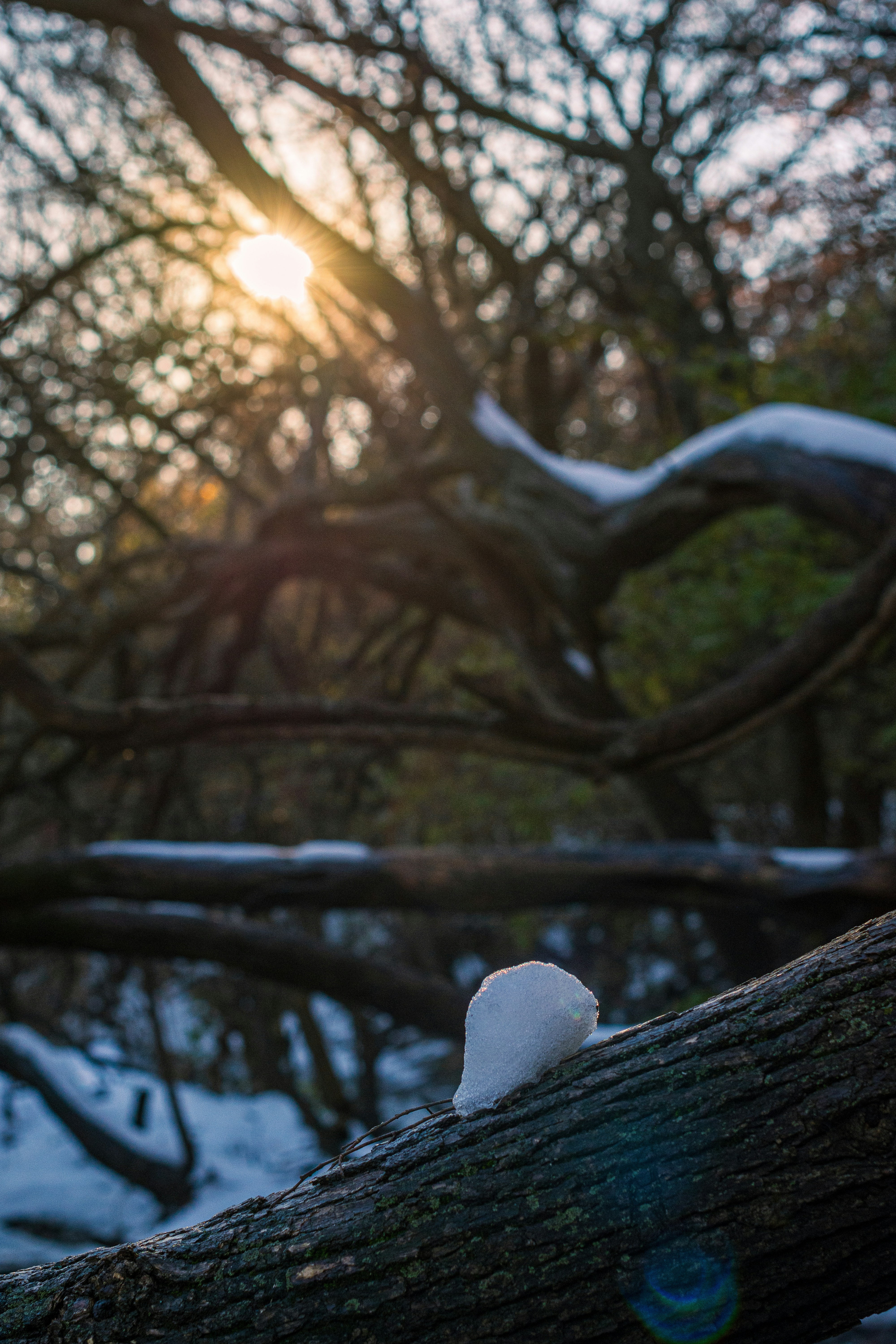 Snow Crown on a Weathered Log at First Light
