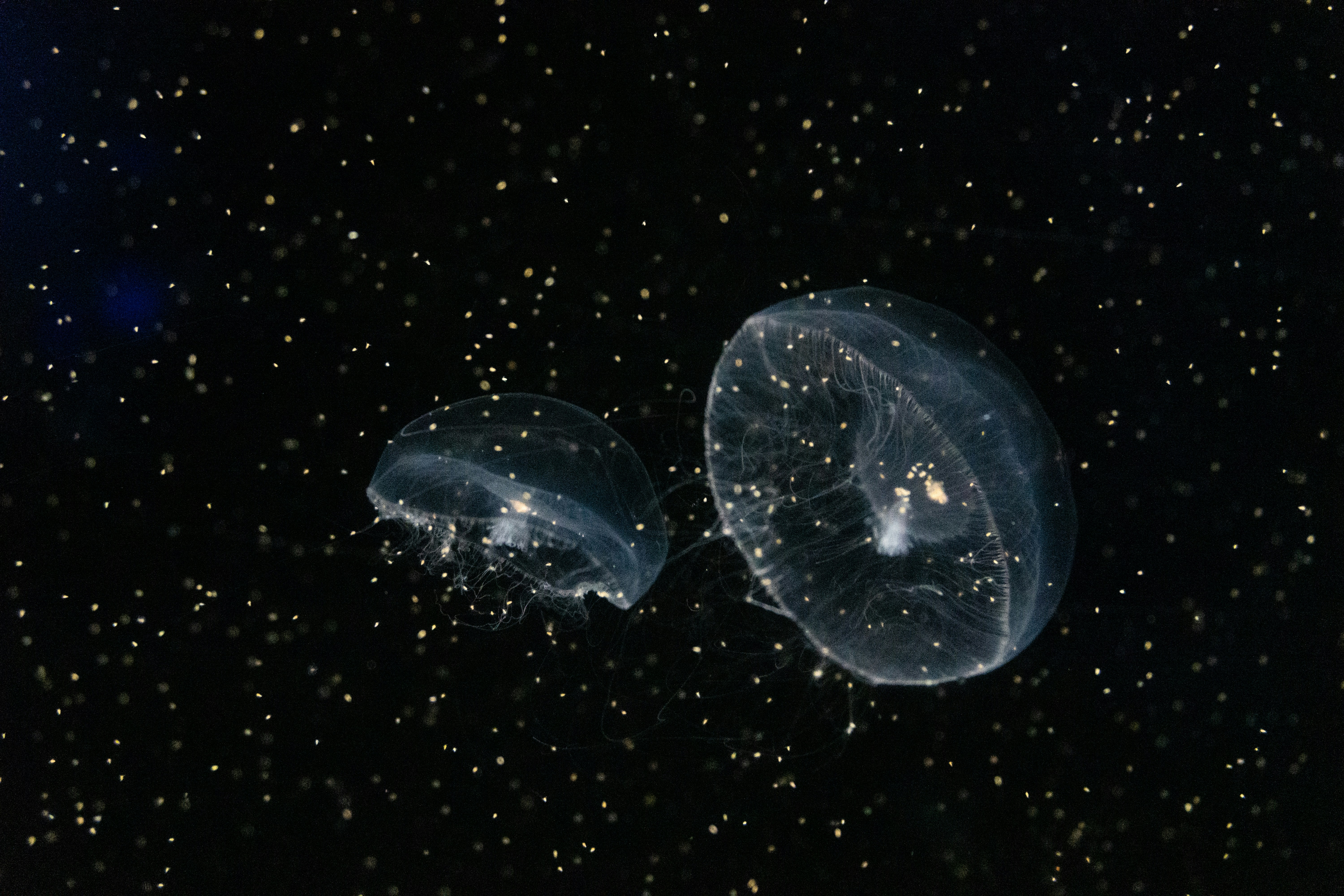 Luminous Jellyfish in a Starfield of Darkness