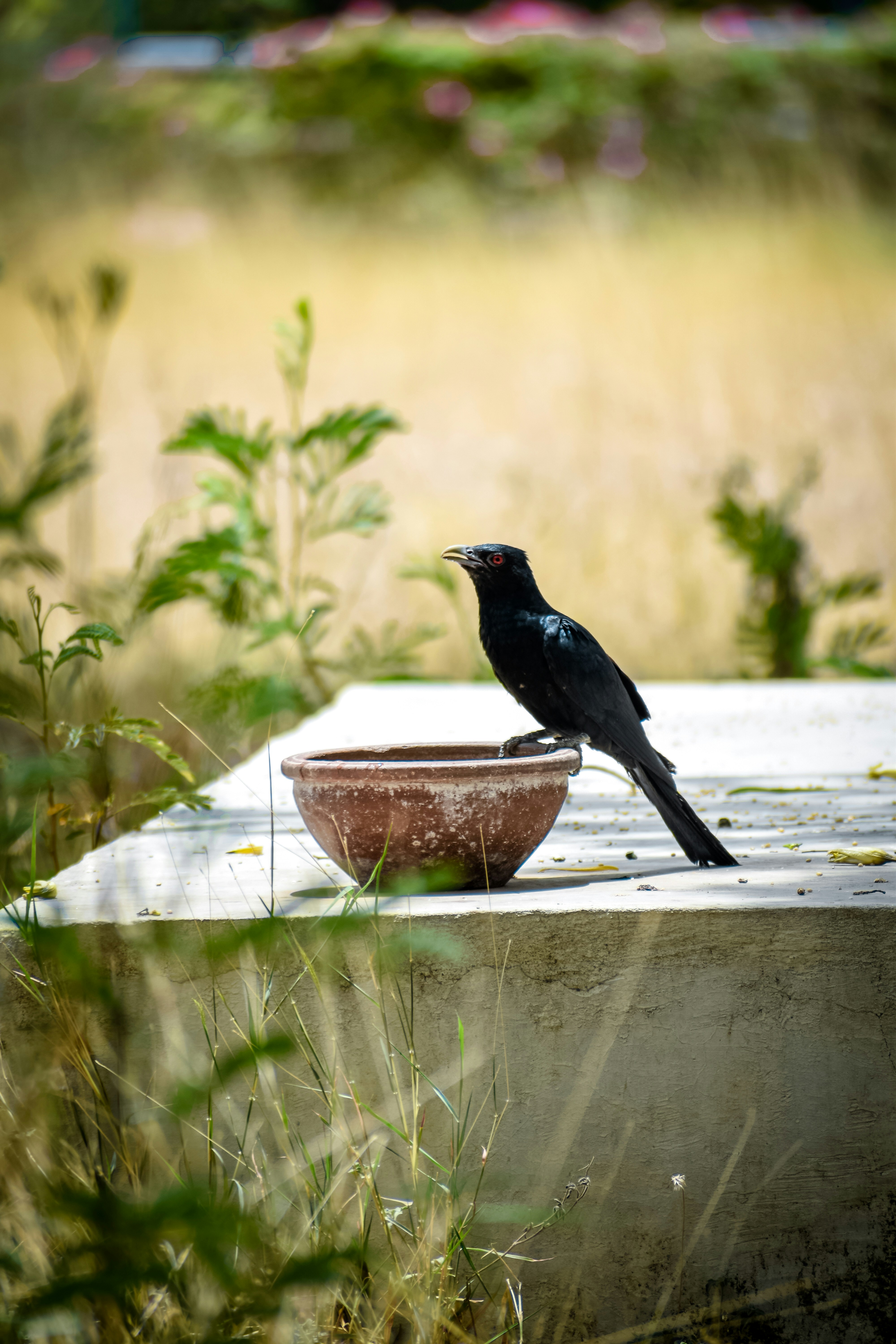 Blackbird on a Weathered Terrace with Clay Pot in Sunlit Field