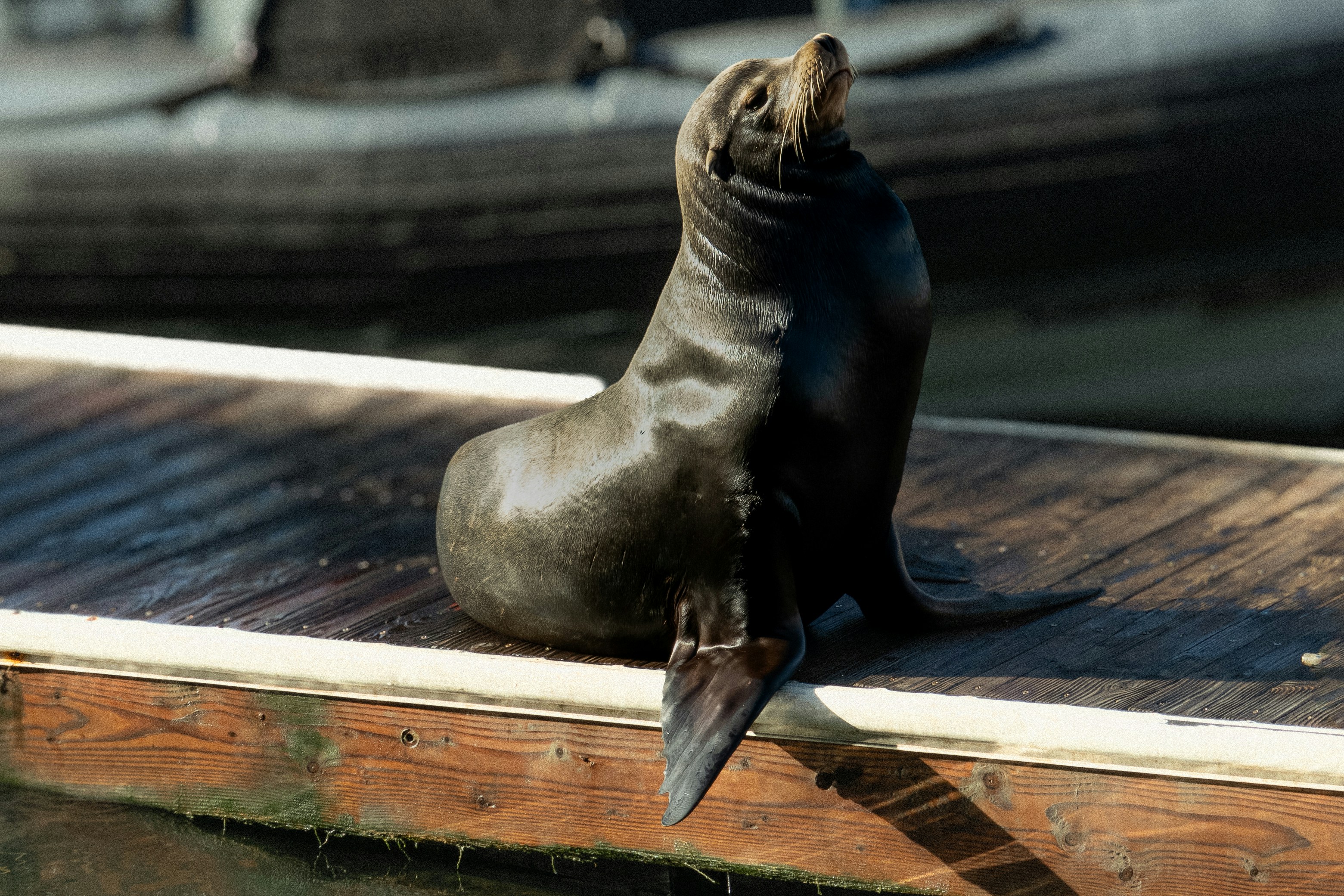 A sea lion sitting on a dock next to a boat photo – Free Pier 39 Image ...