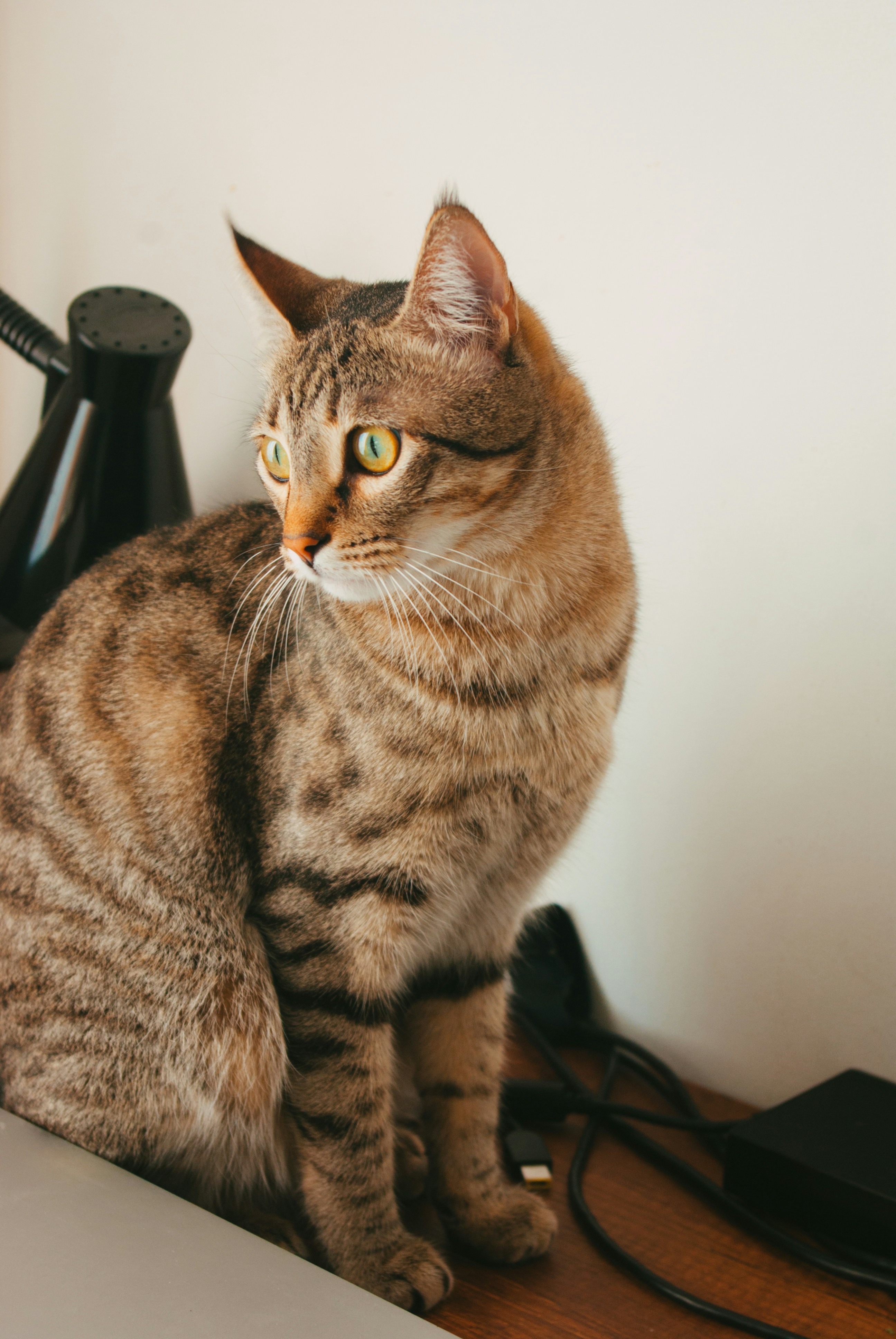 Amber-Eyed Tabby at the Desk Edge Among a Lamp and Cables