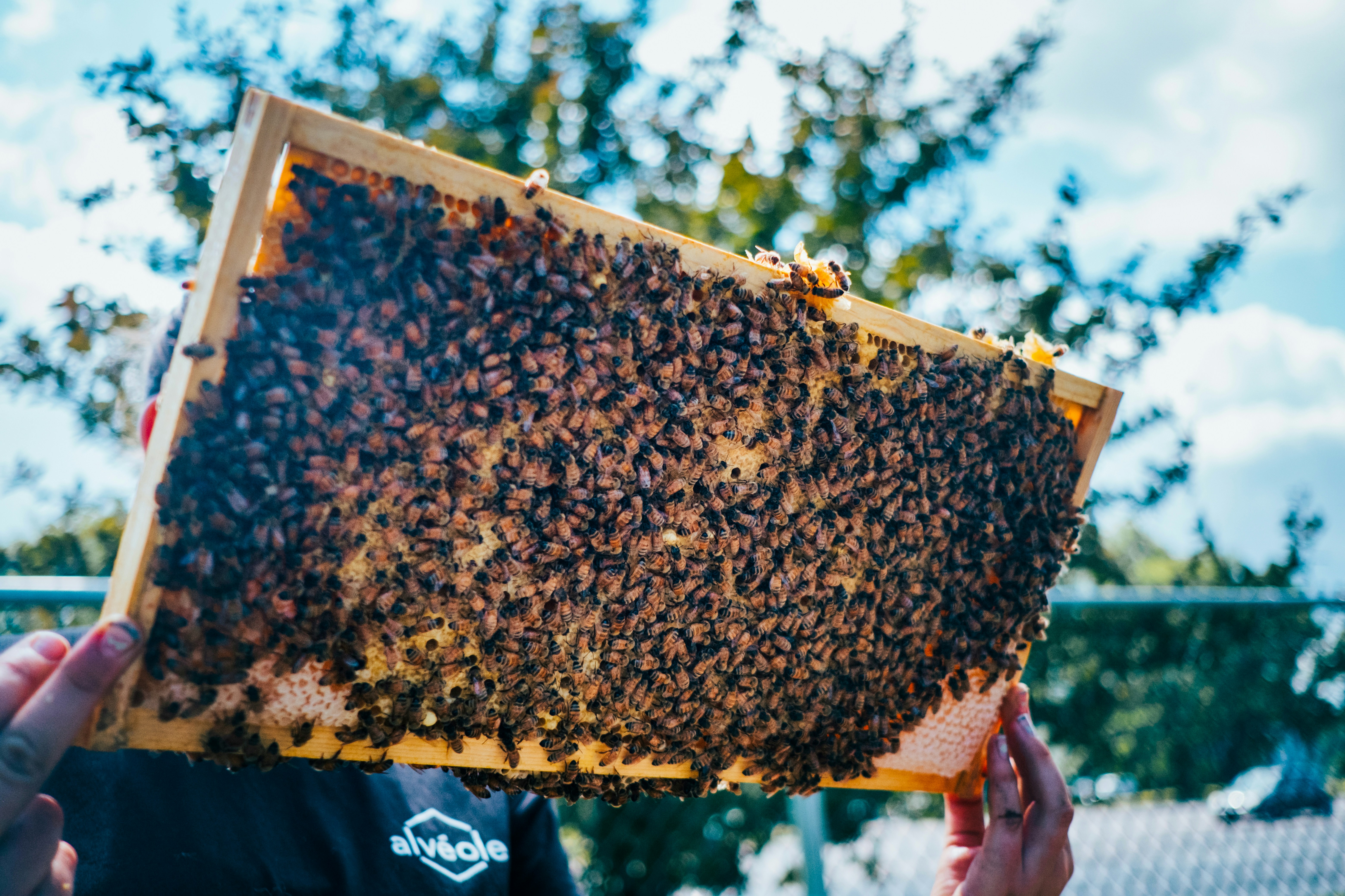 Un hombre sosteniendo una colmena llena de abejas foto – Imagen de ...