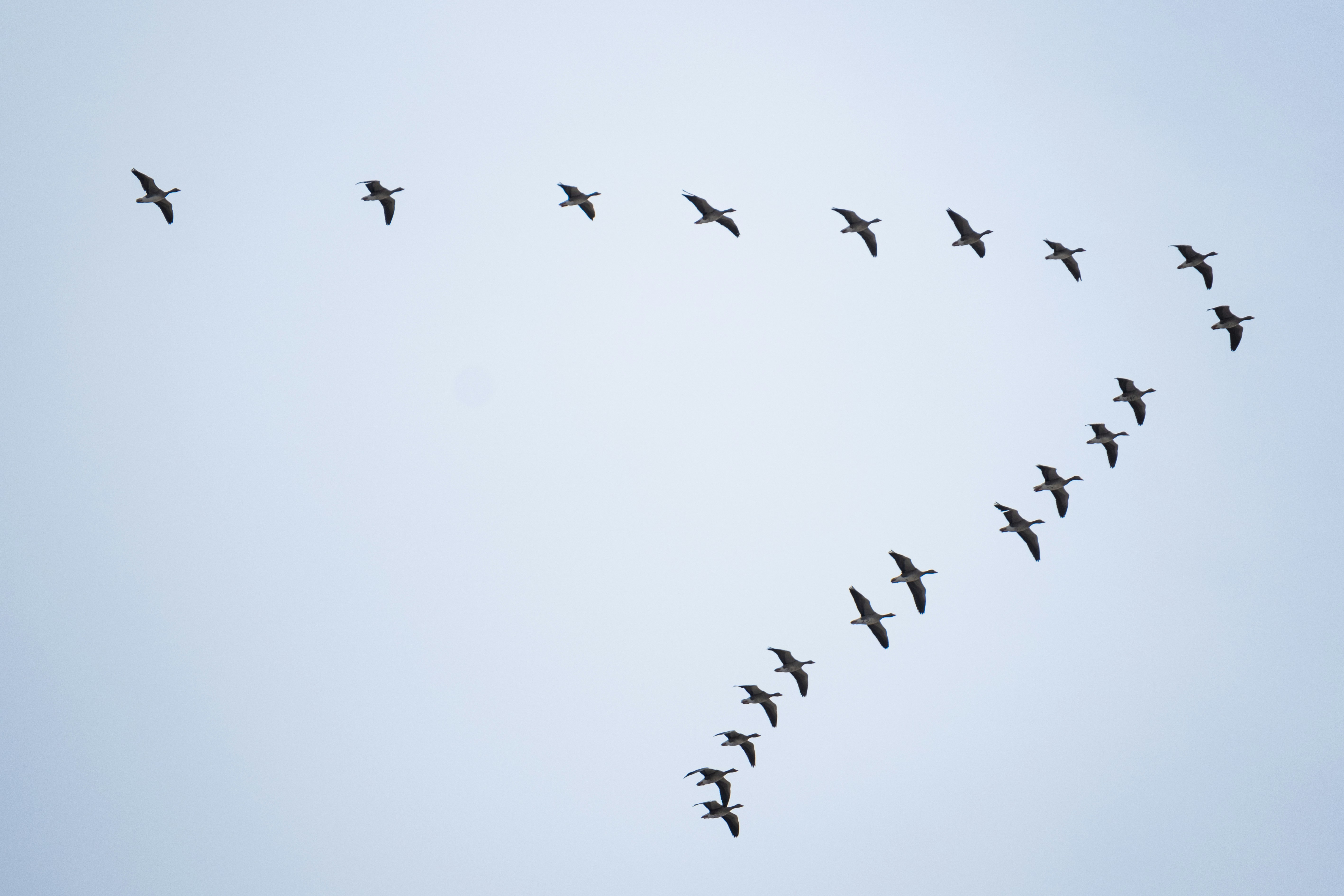 A flock of birds flying in the sky photo – Free Bird Image on Unsplash
