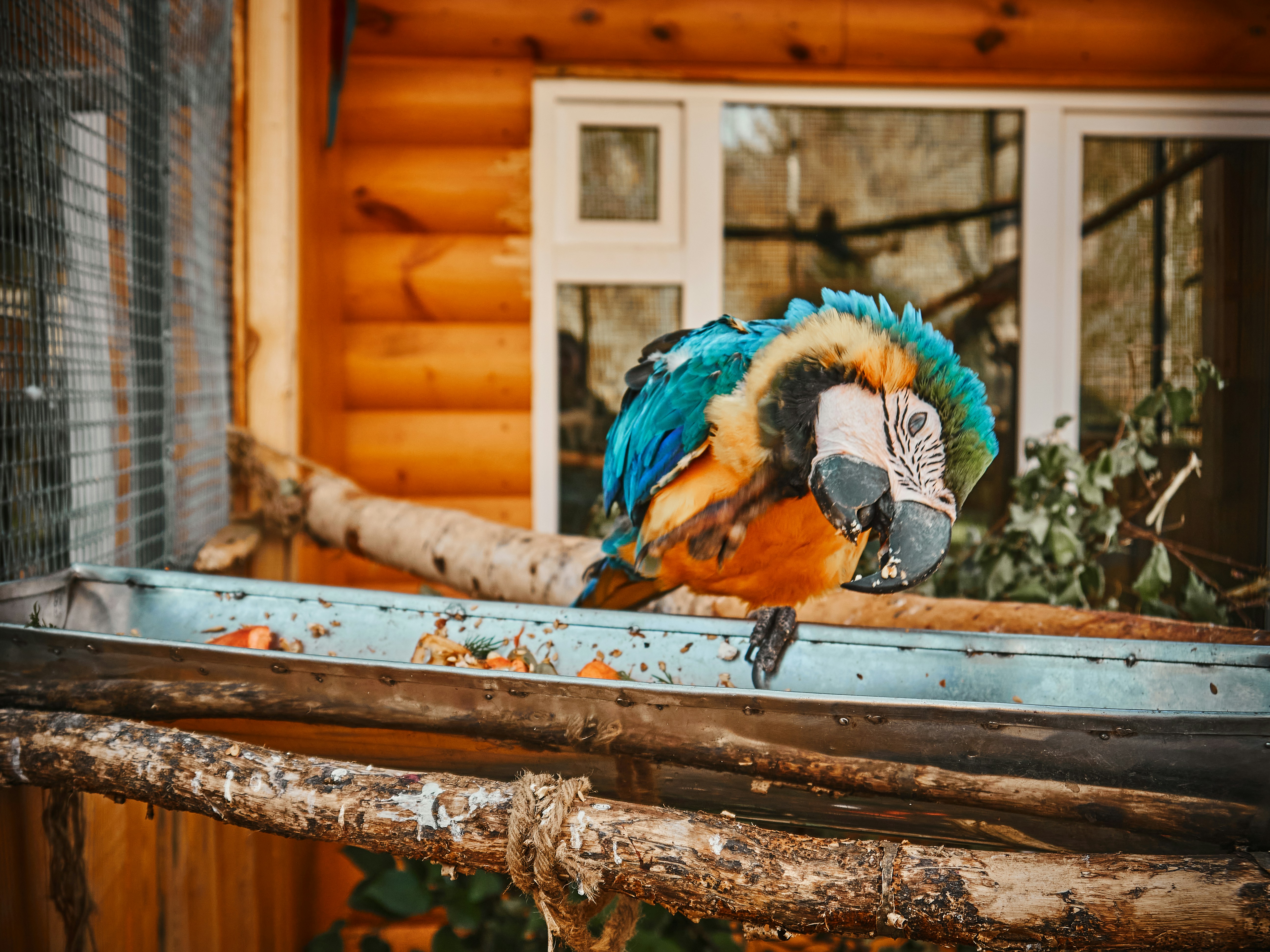 Azure-and-amber macaw perches over a weathered trough in a cozy wooden aviary