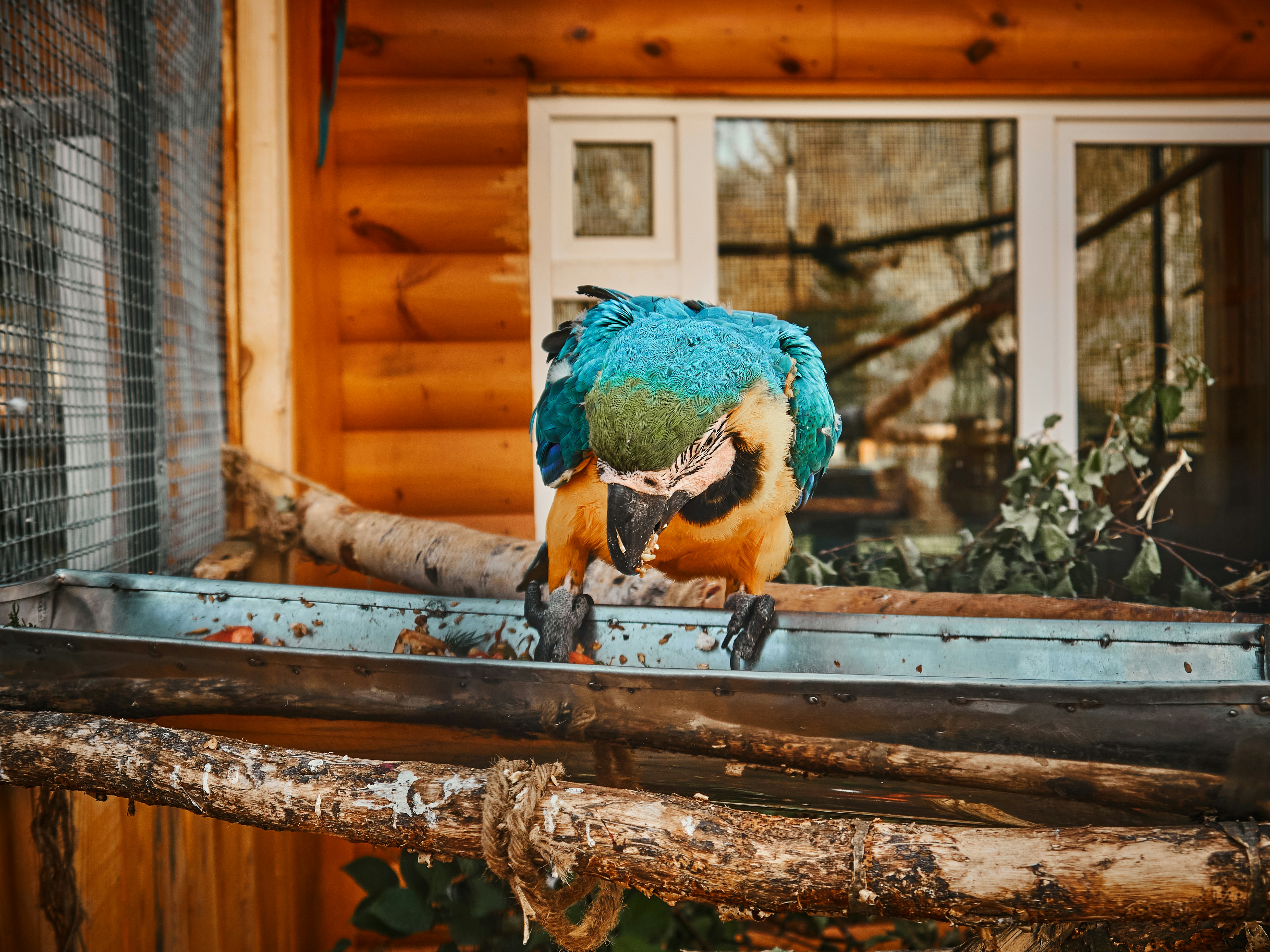 Turquoise Macaw on a Weathered Branch in a Cedar Cabin