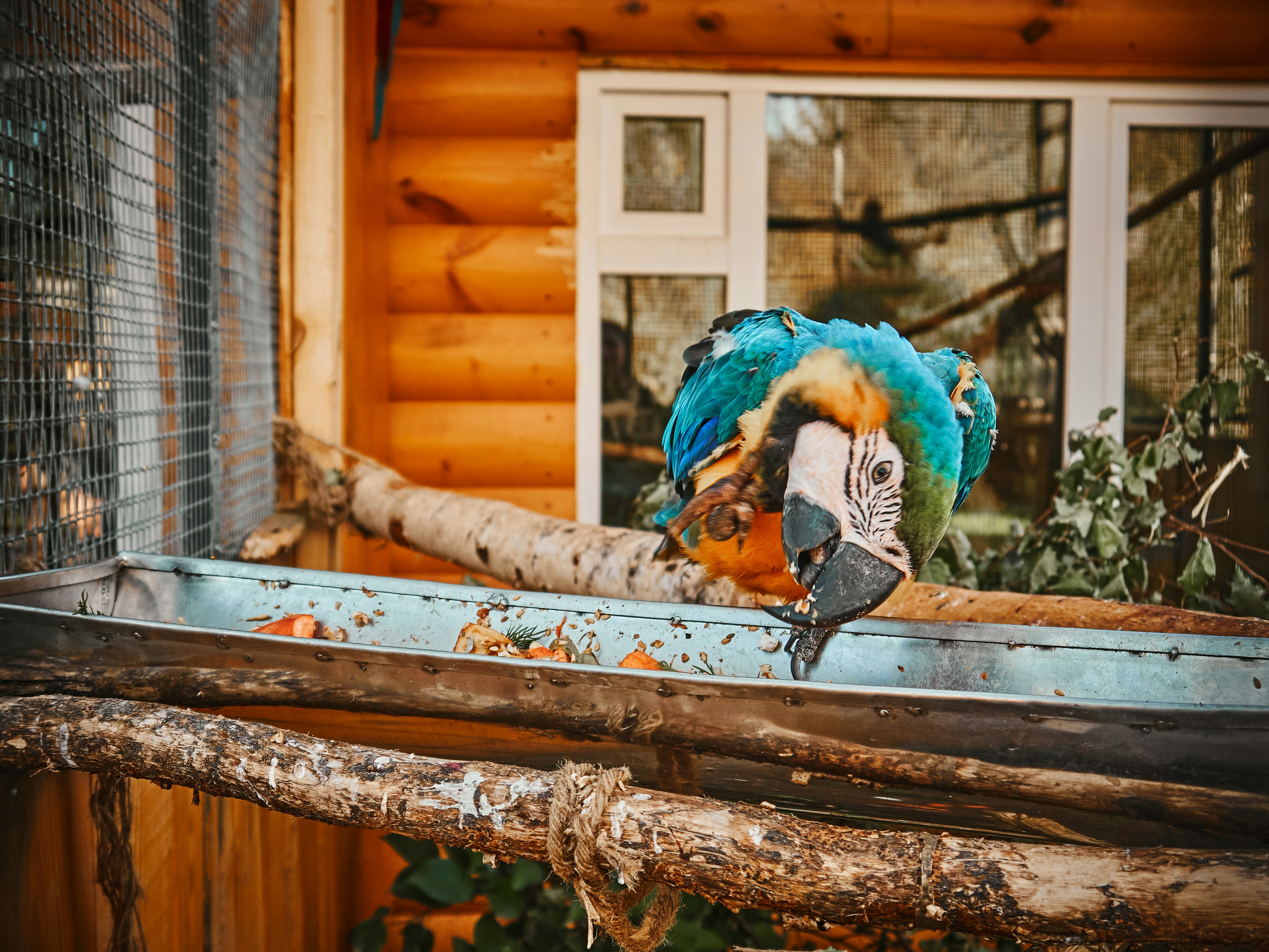 Azure Macaw at the Rustic Barrier: a vivid close-up in a wooden aviary