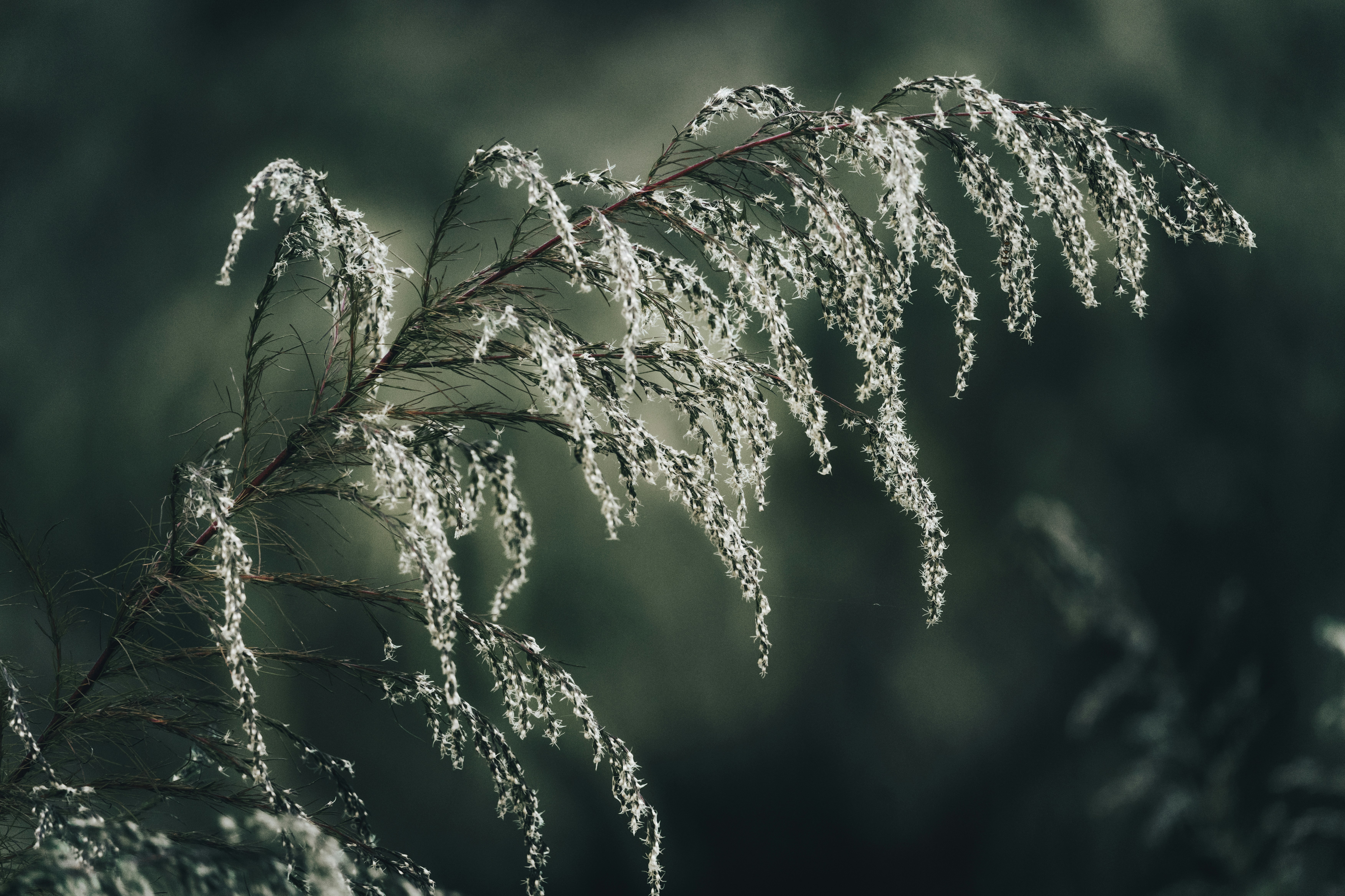 A close up of a plant with frost on it photo – Free Outdoors Image on ...