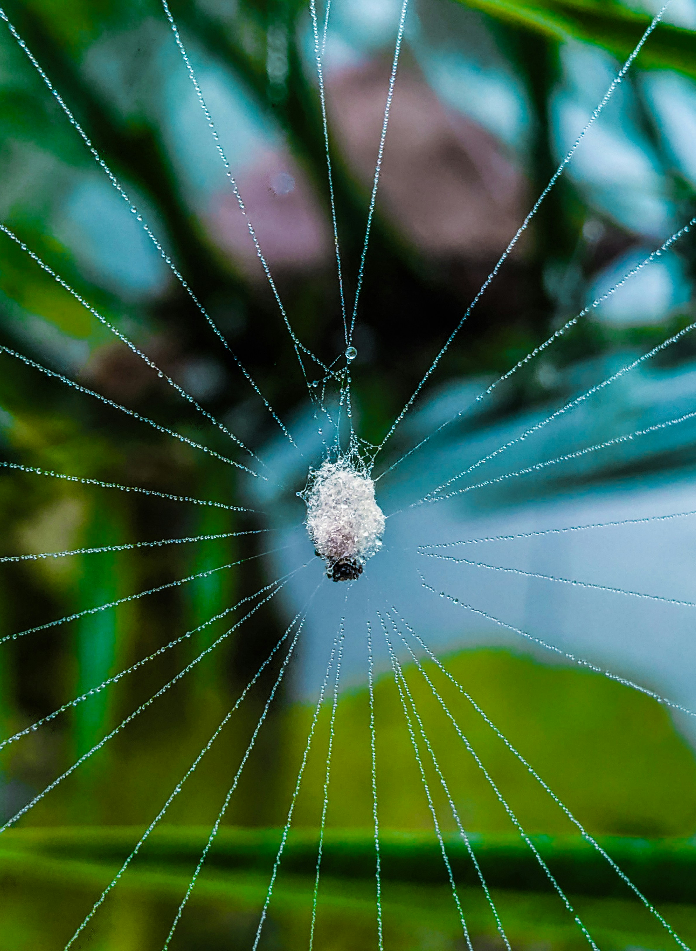 Dew-Threaded Mandala: The Quiet Center of a Spider Web