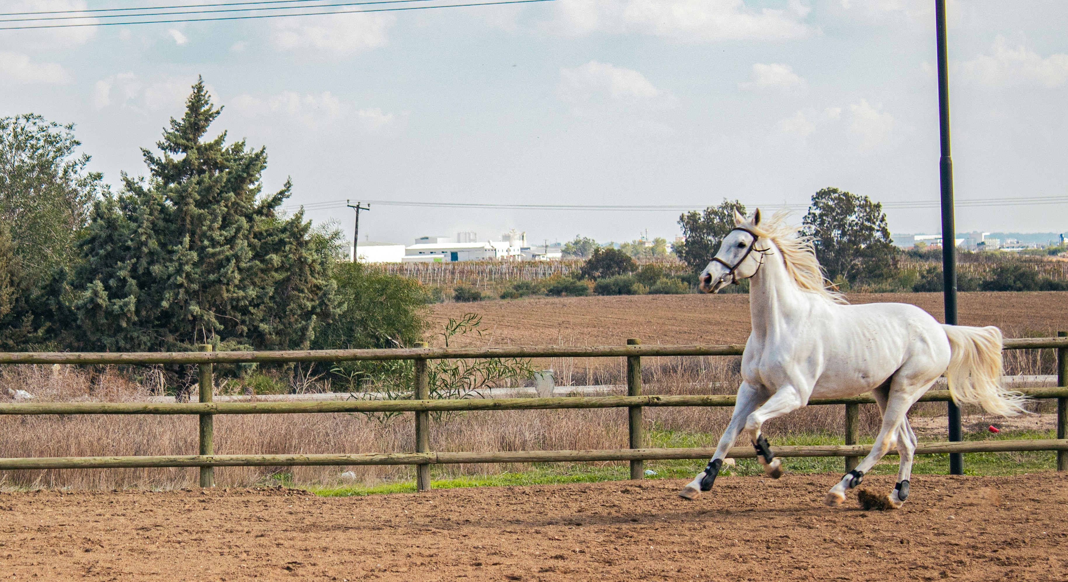A white horse trotting in a fenced in area photo – Free Cyprus Image on ...