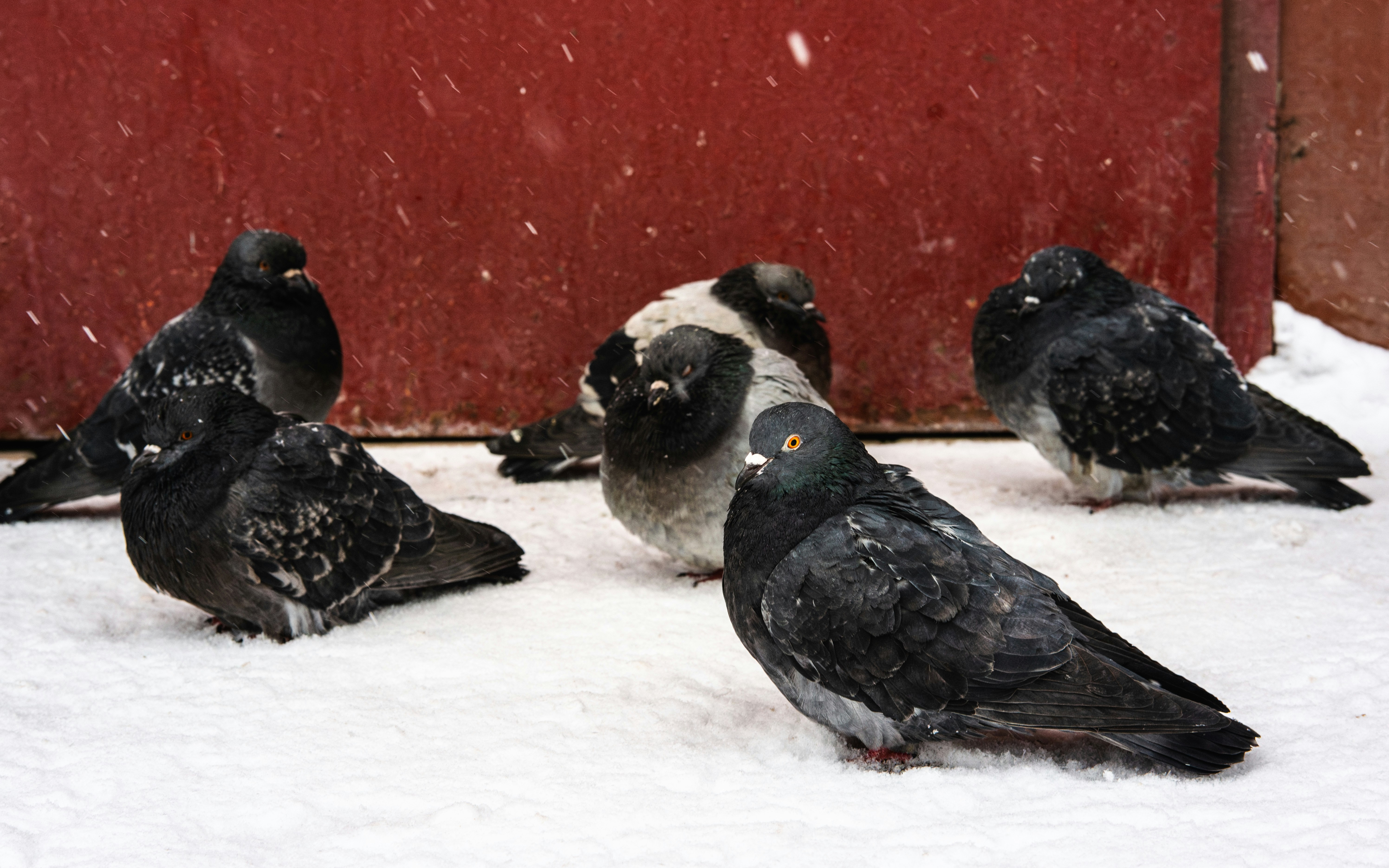 Crimson Backdrop Framing a Quiet Pigeon Assembly