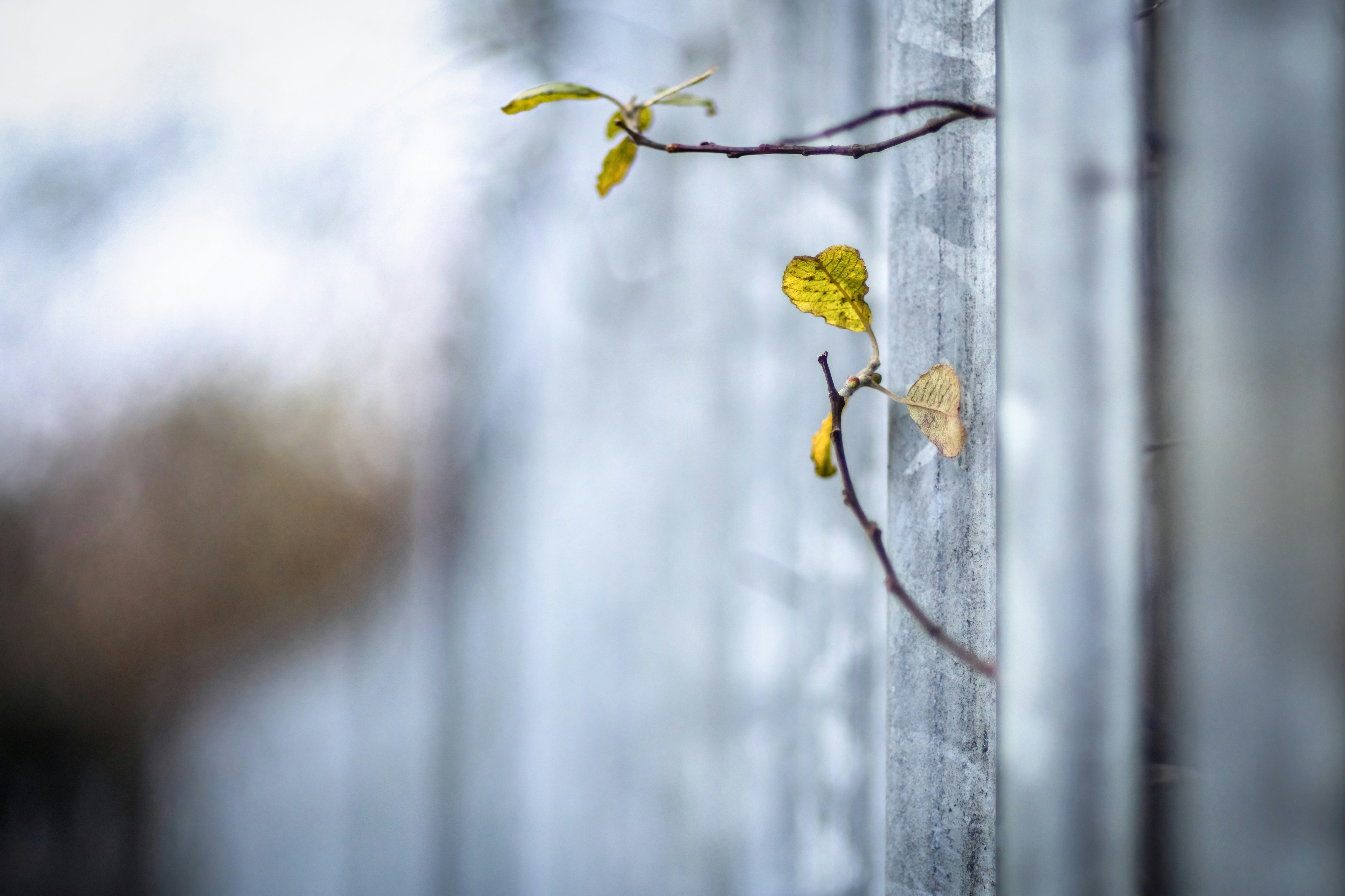 Twig with yellow leaves growing through a gap in a metal fence.
