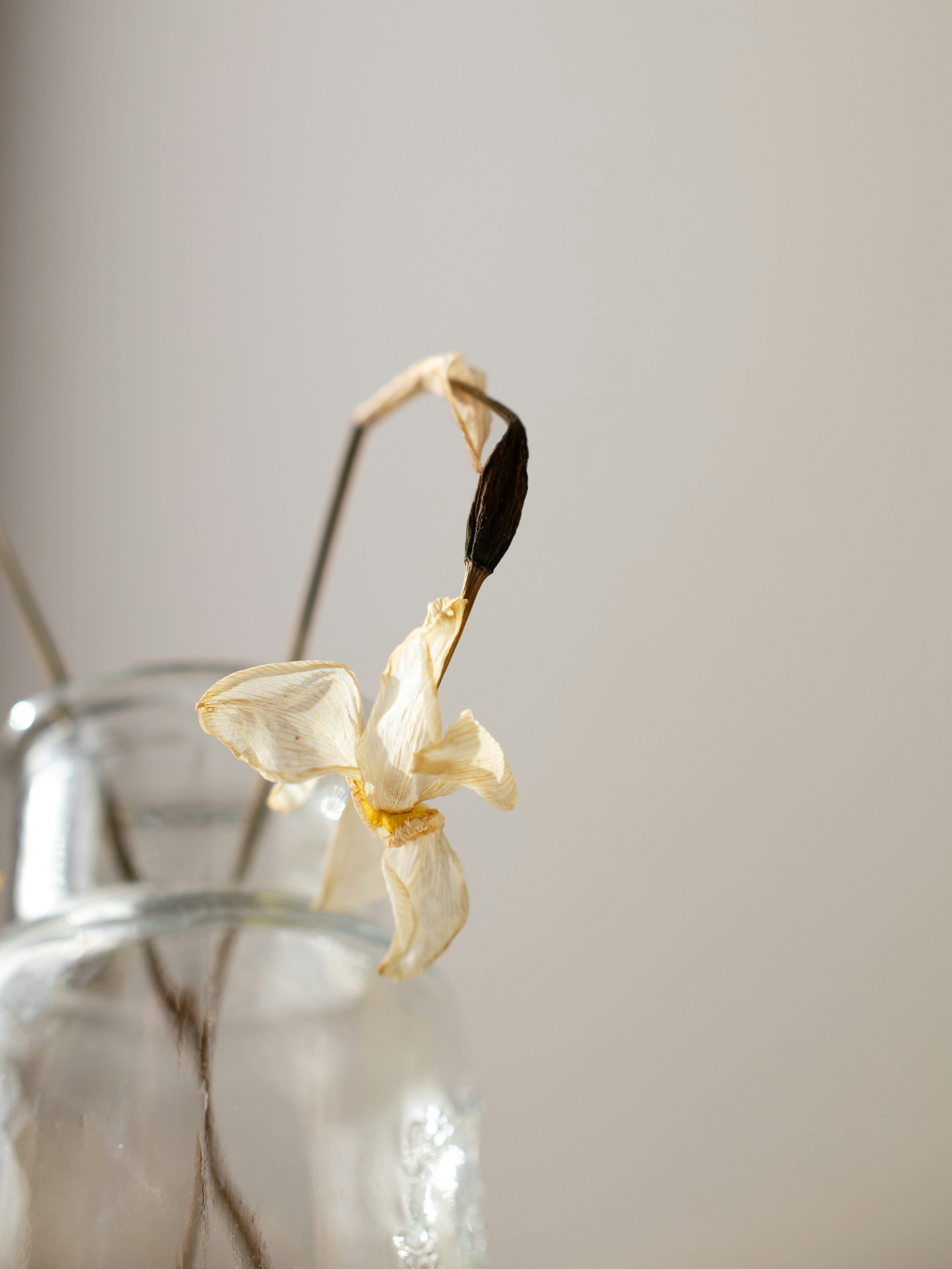 a flower that is sitting in a vase