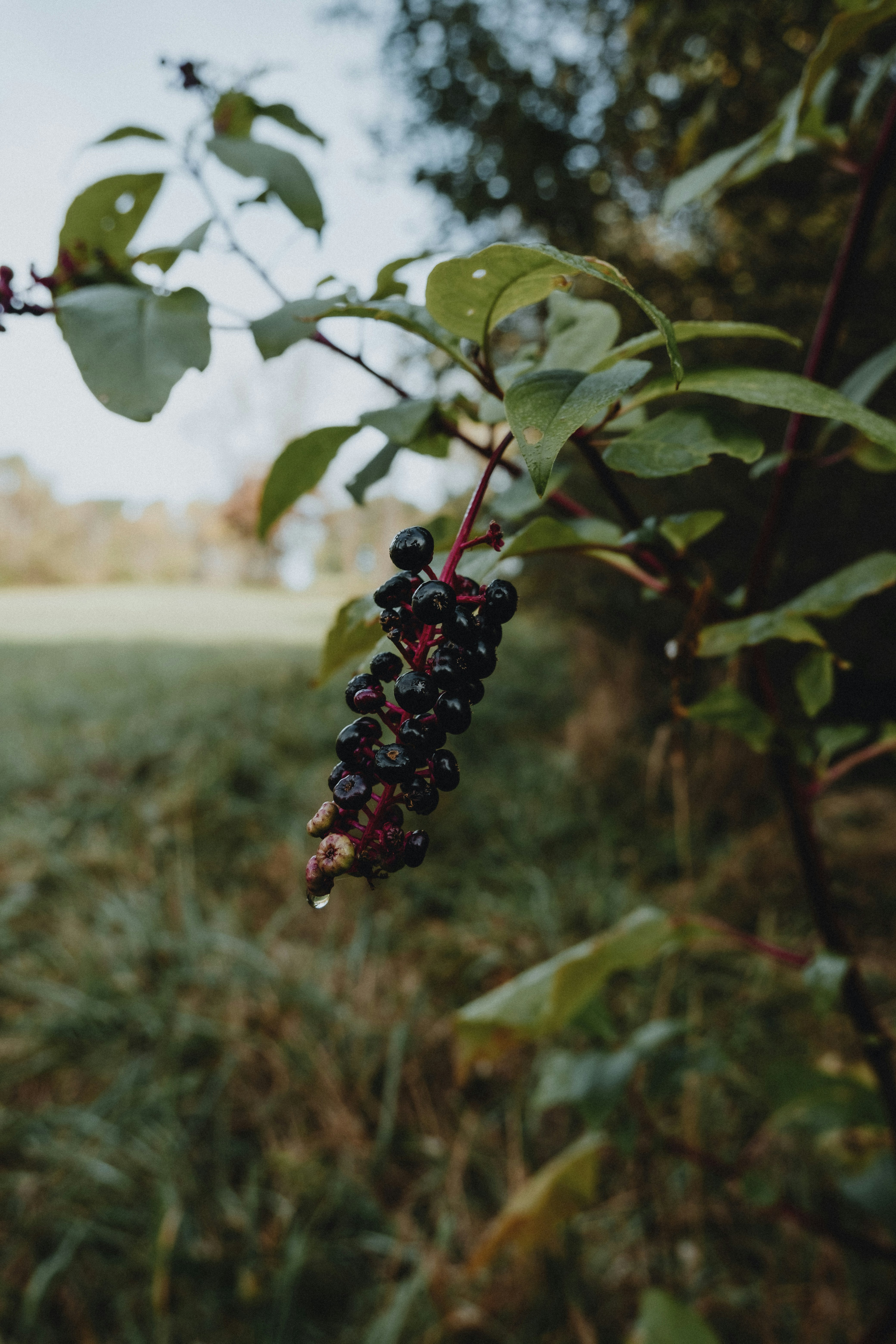 a bunch of berries hanging from a tree