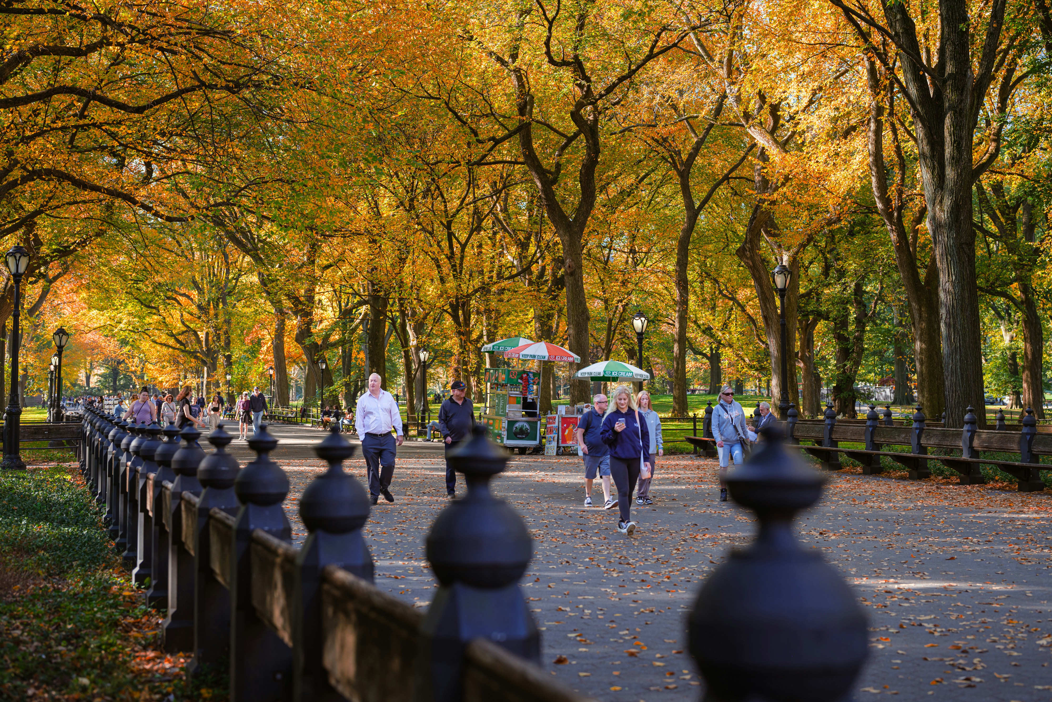 Amber Canopy Boulevard: A City Park in Autumn Light