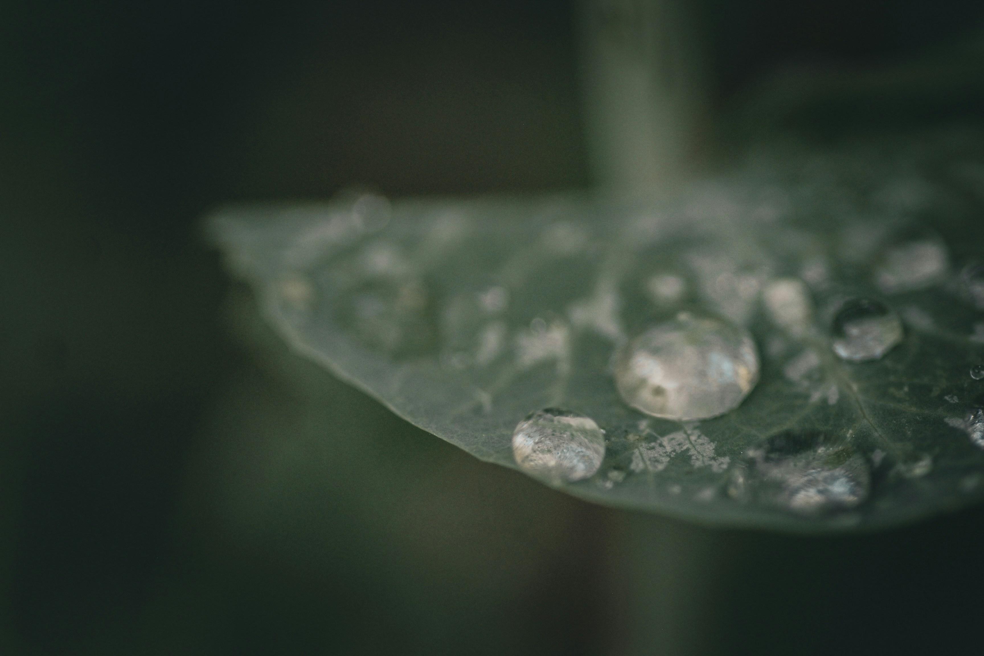 Photo by Athena Harden with Canon EOS 1200D